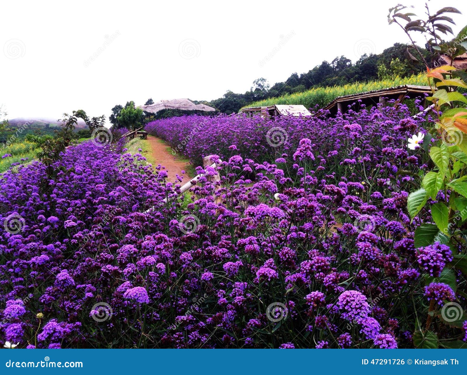 Fiori viola sulla montagna fotografia stock. Immagine di montagna ...