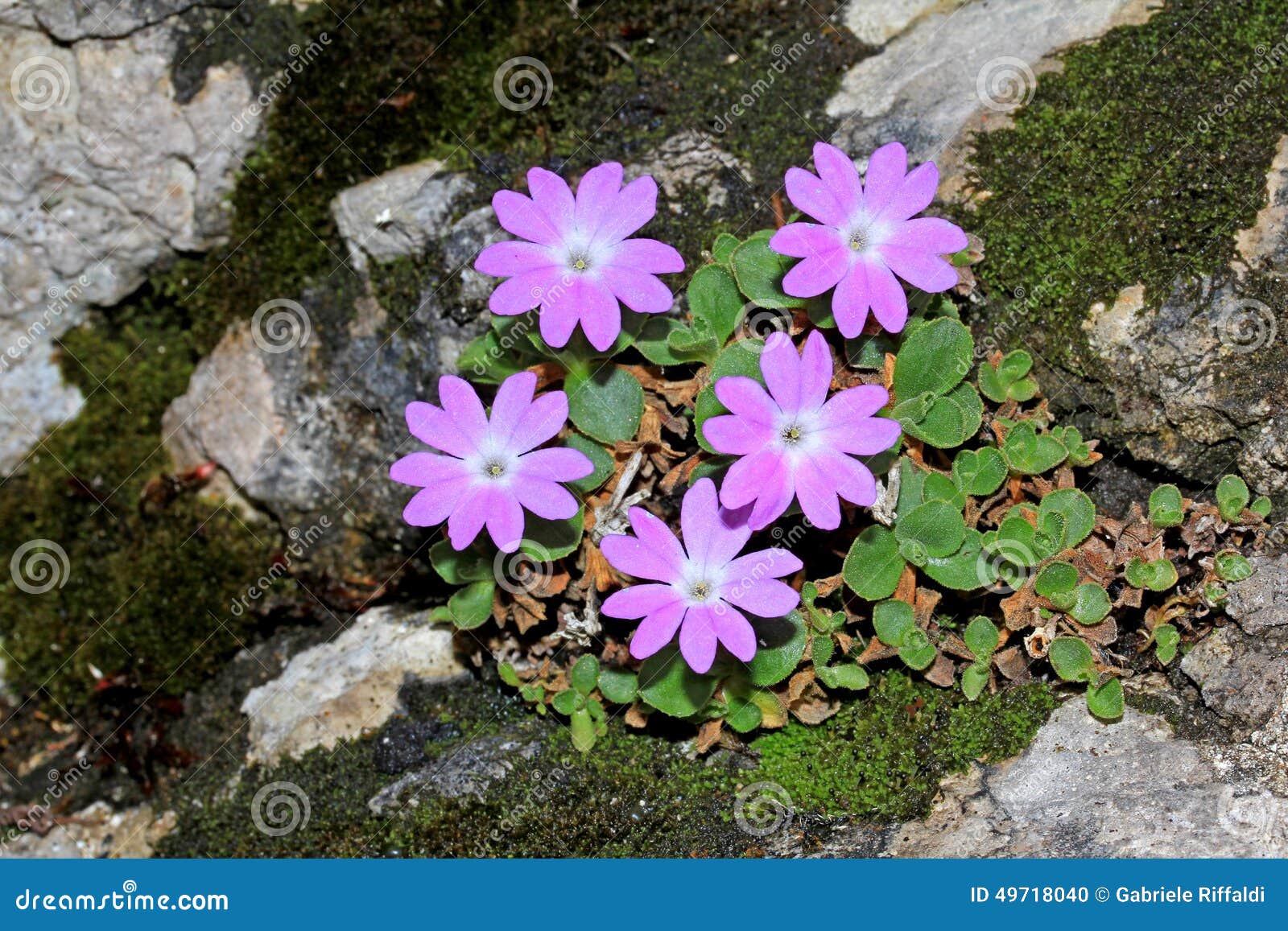 Fiori Viola Sulla Roccia (tirolensis Della Primula) Fotografia Stock ...