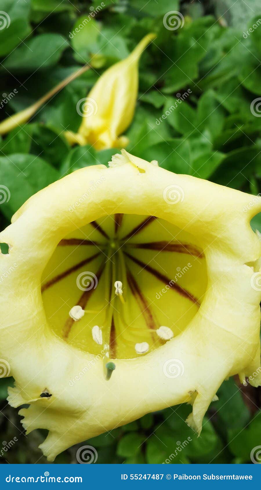 Fiori Vistosi Della Vite Di Calice Immagine Stock - Immagine di calice ...