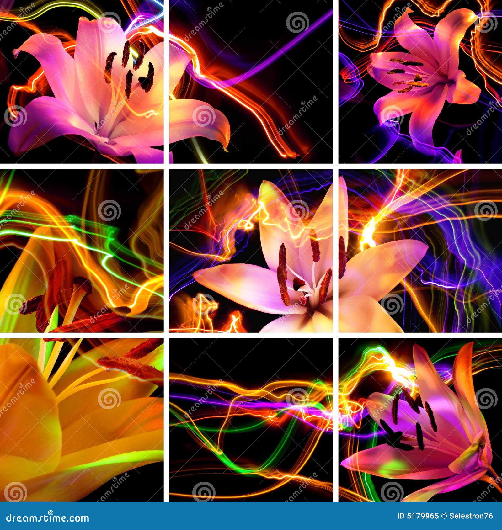 Fiorisca Un Giglio: Aroma Della Notte Illustrazione di Stock ...