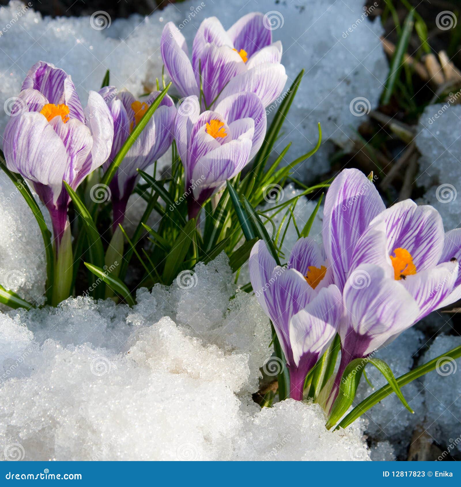 Fiorisce Il Croco Viola Nella Neve Immagine Stock - Immagine di ...