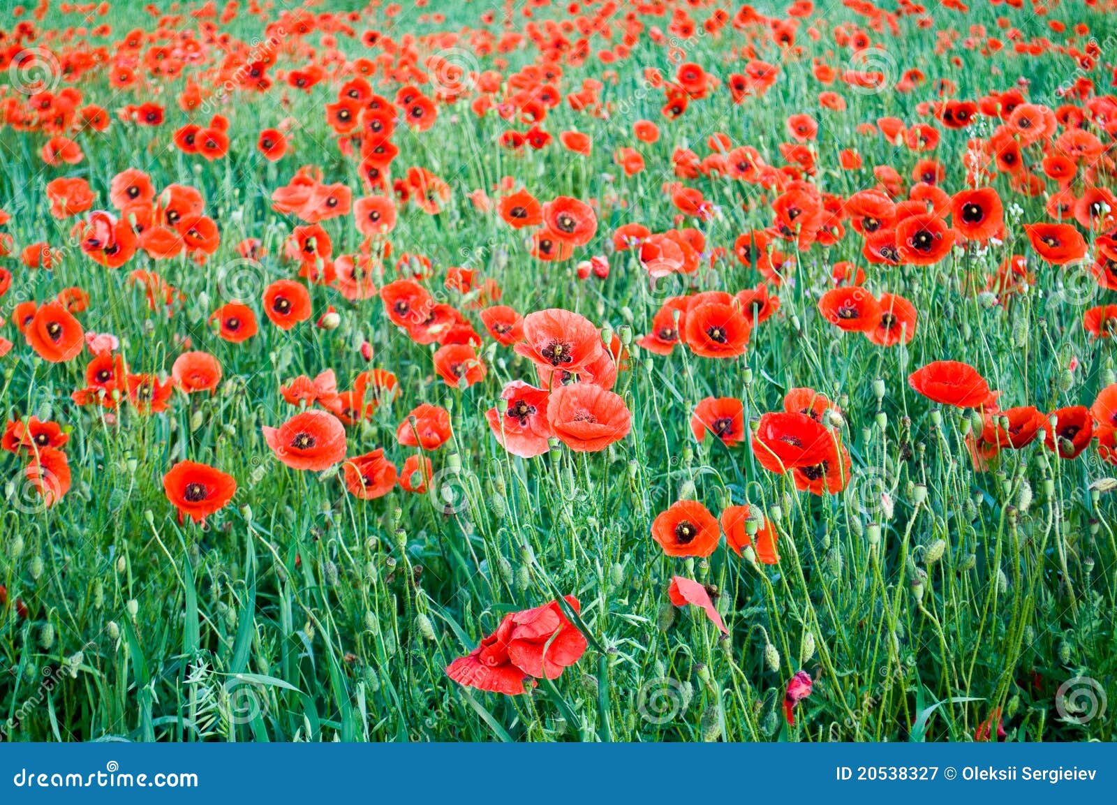 Fioritura dei papaveri immagine stock. Immagine di terra - 20538327