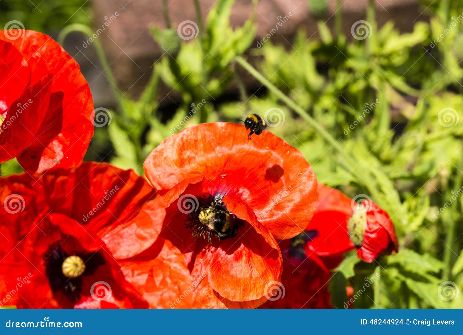 Fioritura del papavero fotografia stock. Immagine di sbavatura - 48244924