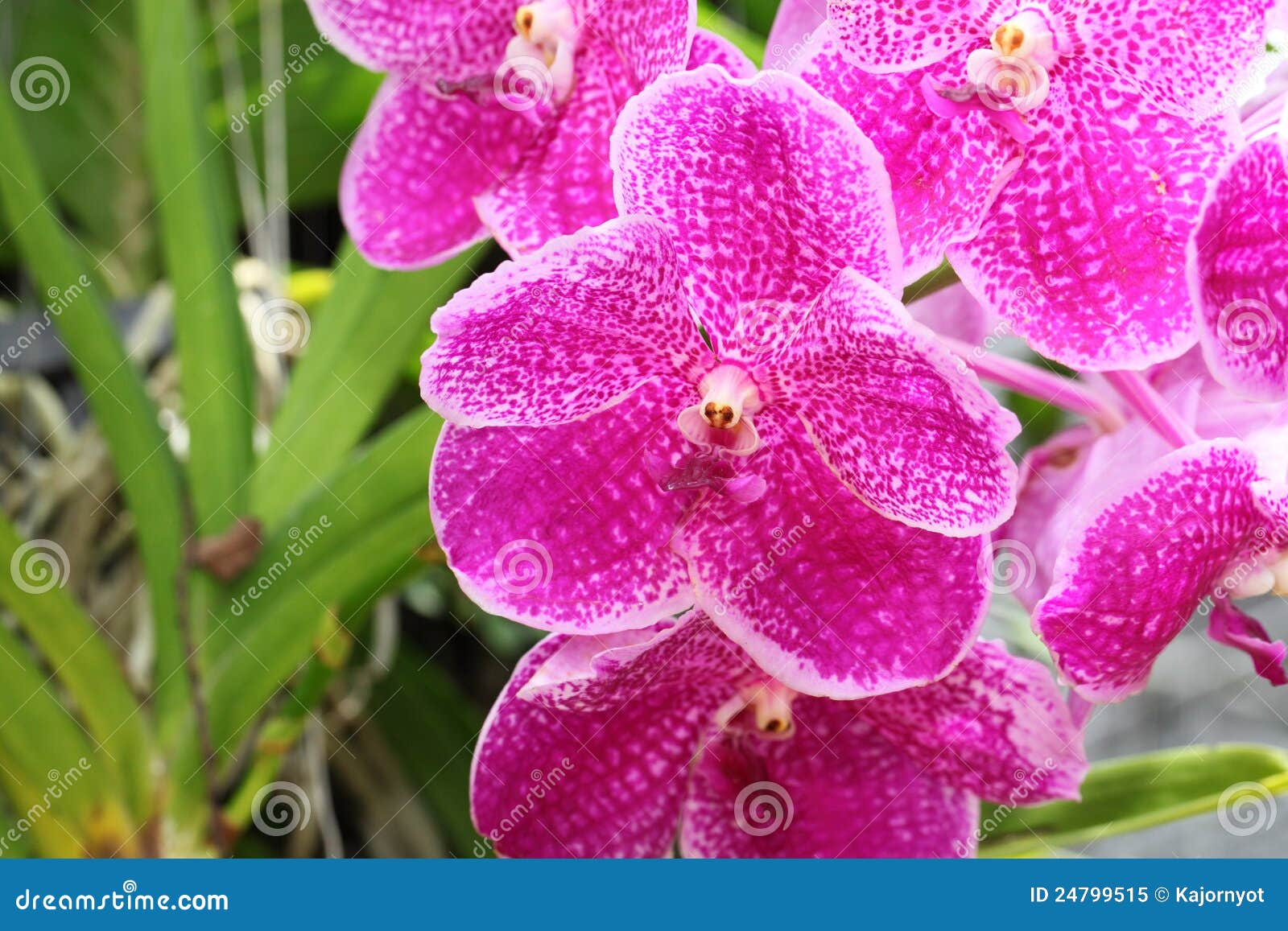 Fioritura Dell'orchidea Di Vanda Immagine Stock - Immagine di petalo ...