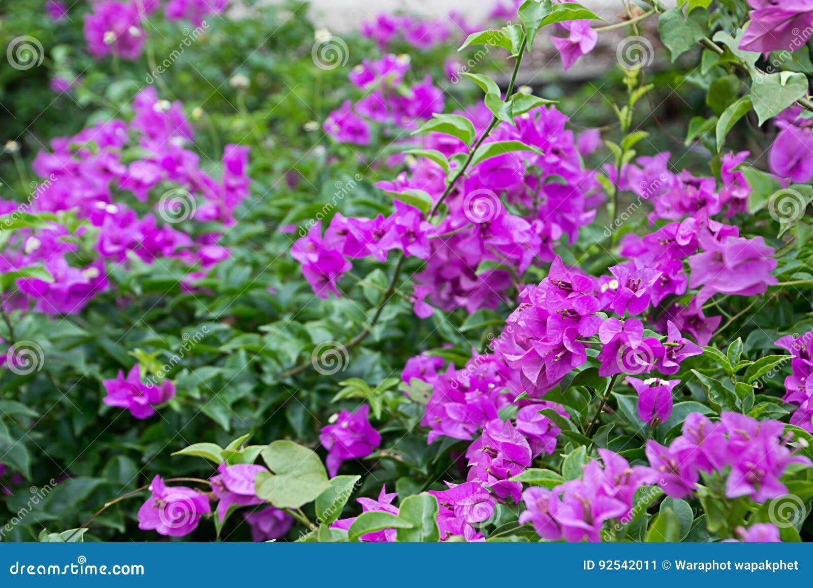 Fiower Orchids Cllor Backyard Natural Stock Image - Image of flower ...