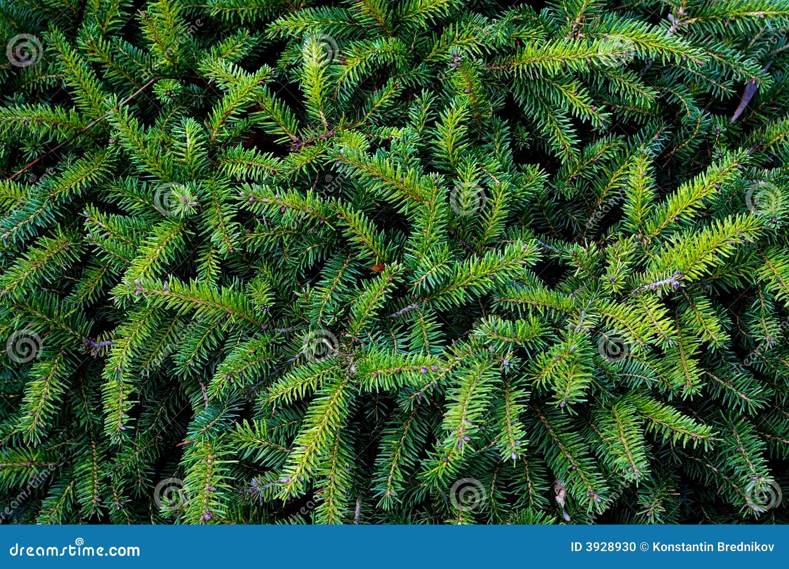 Fir stock photo. Image of green, tree, summer, cone, forest - 3928930
