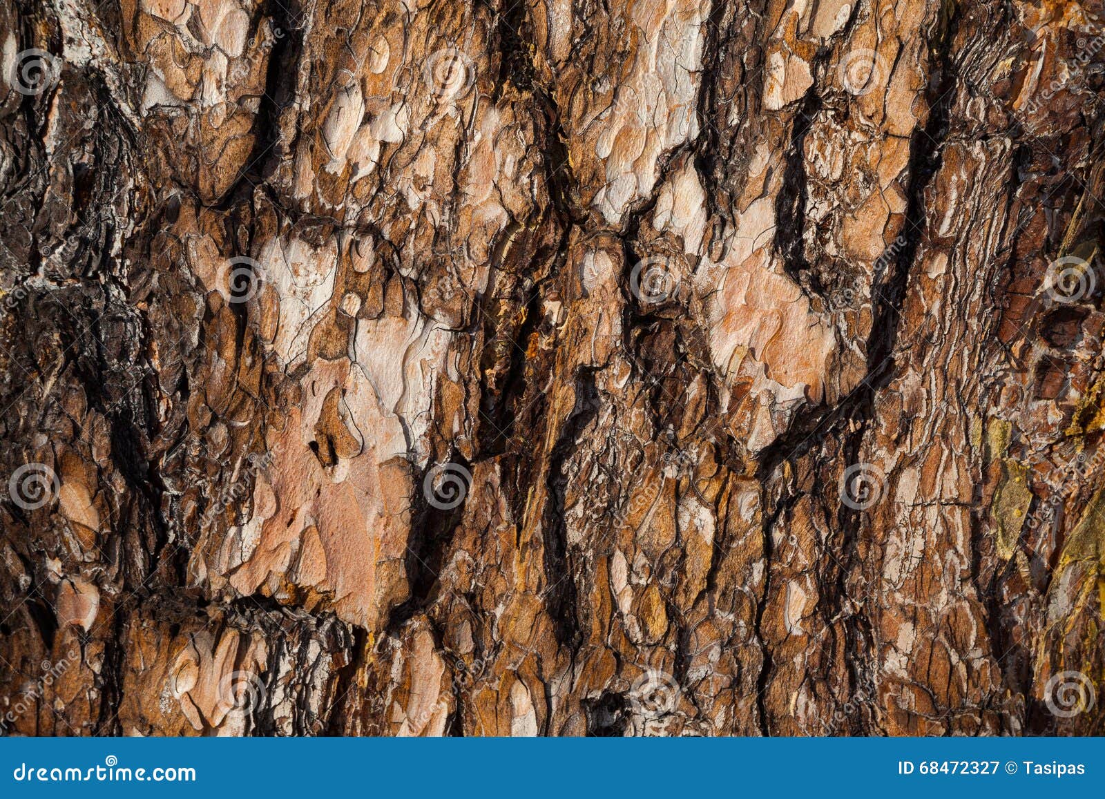 Fir bark dark texture stock image. Image of decay, wood - 68472327