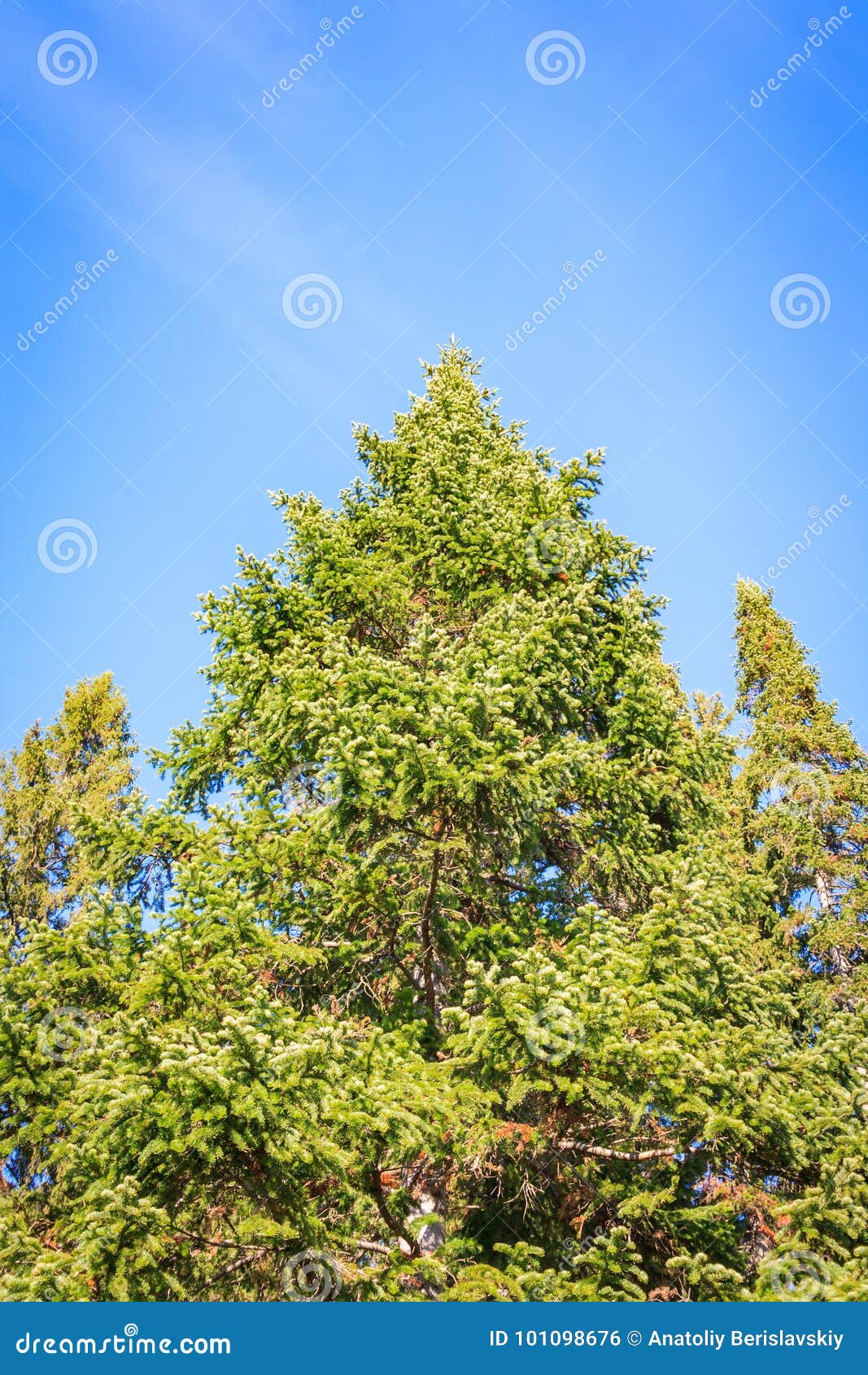 Evergreen tree background stock photo. Image of natural - 101098676