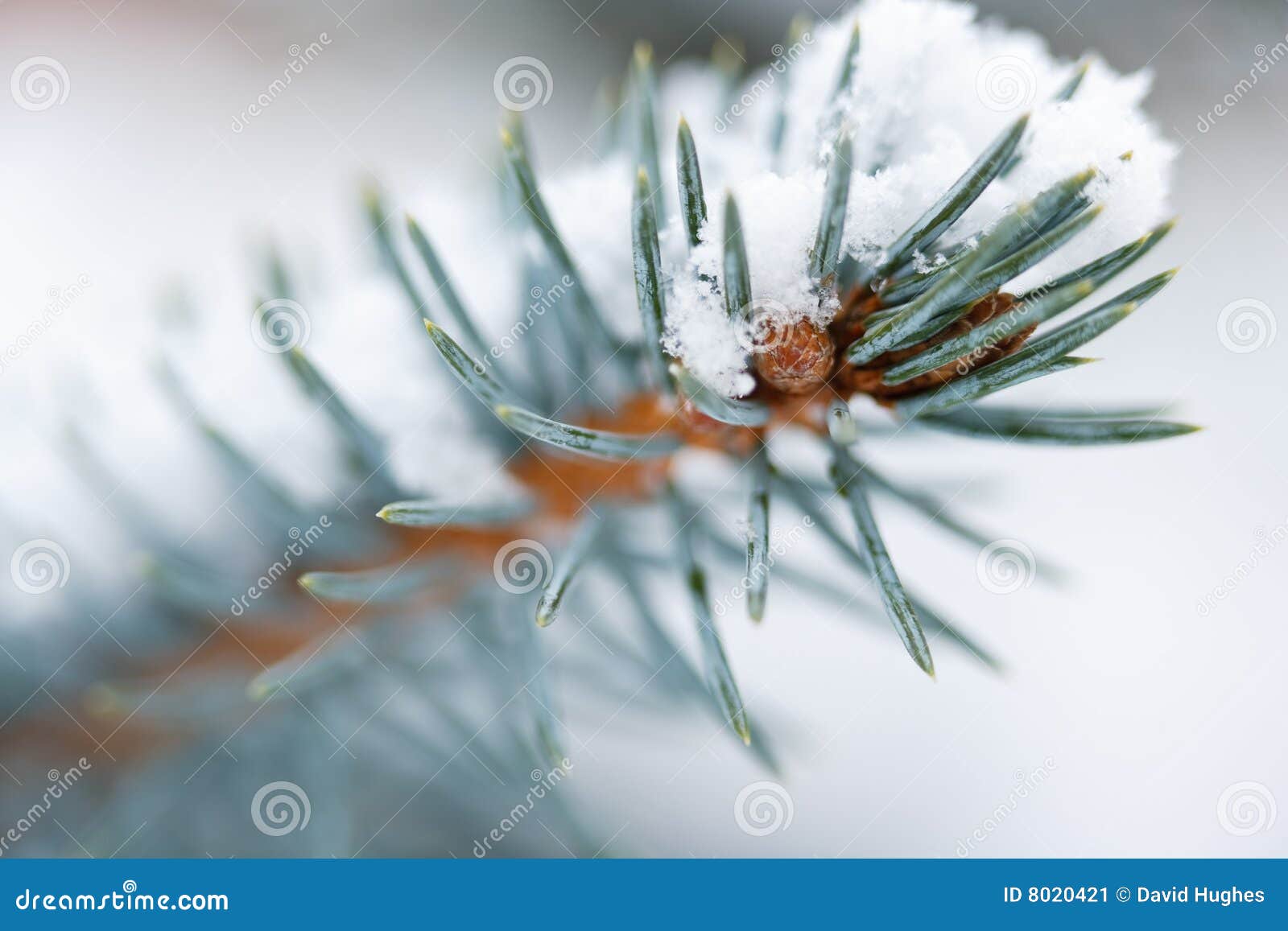 Fir Blue Spruce in the Snow Stock Image - Image of needle, branch: 8020421