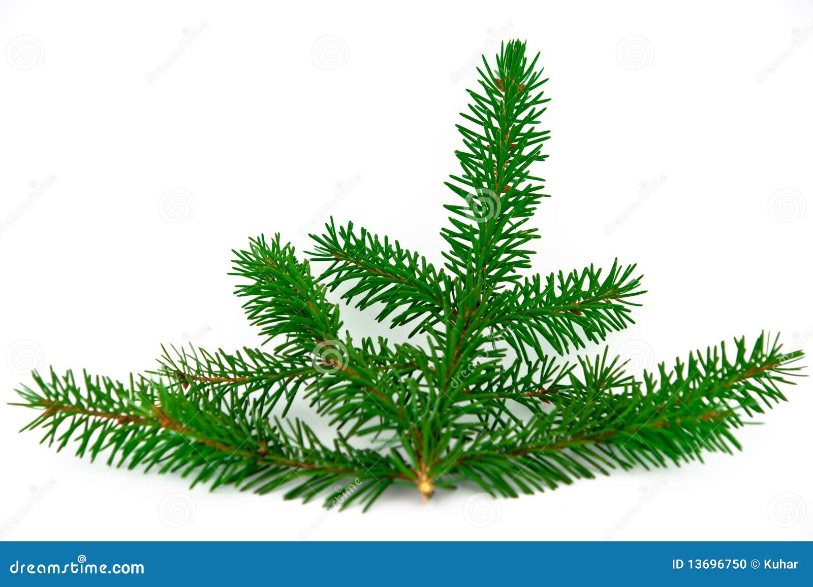 Fir Branch stock photo. Image of close, backgrounds, lush - 13696750