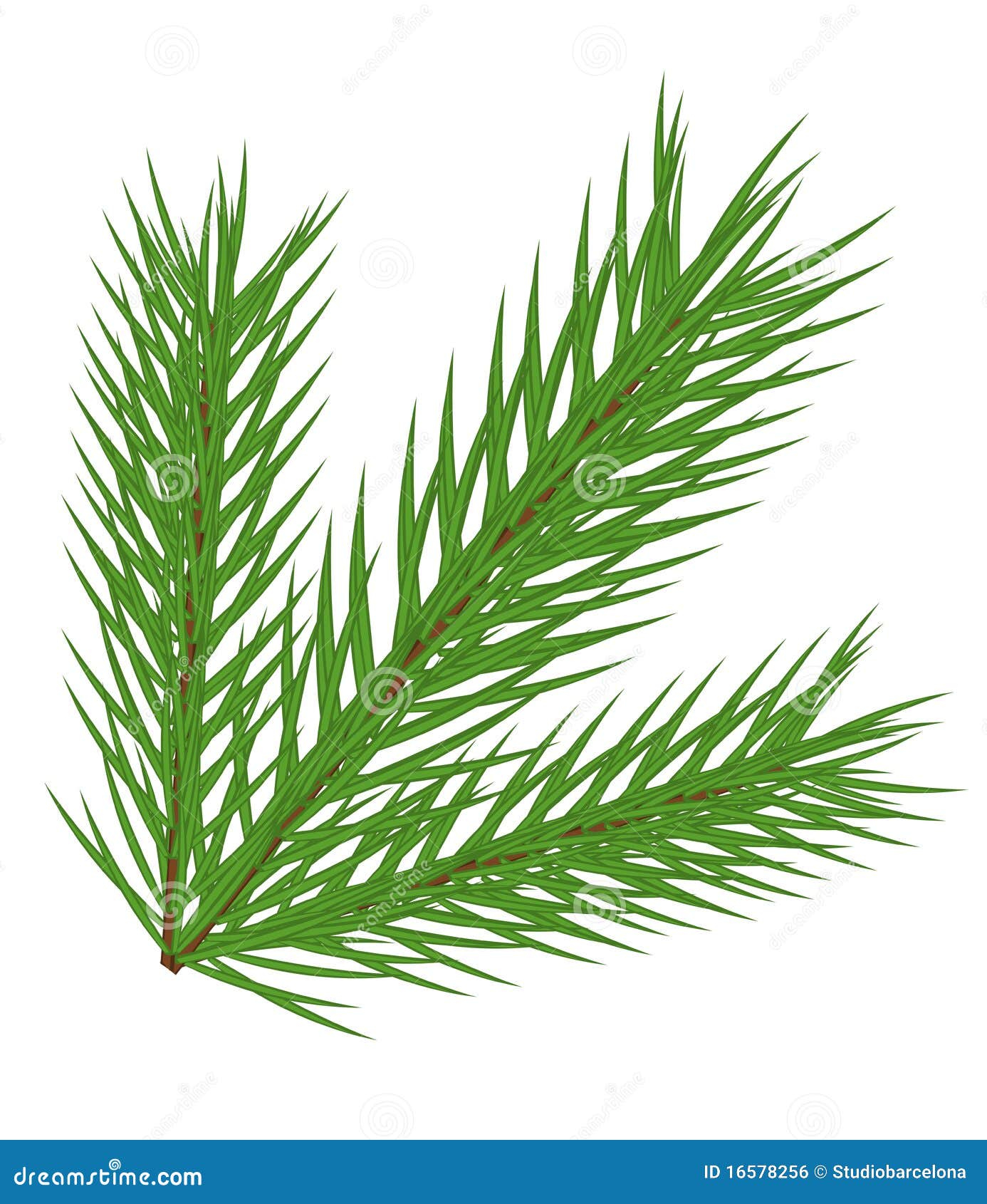 Fir branch stock vector. Illustration of leaf, twig, evergreen - 16578256