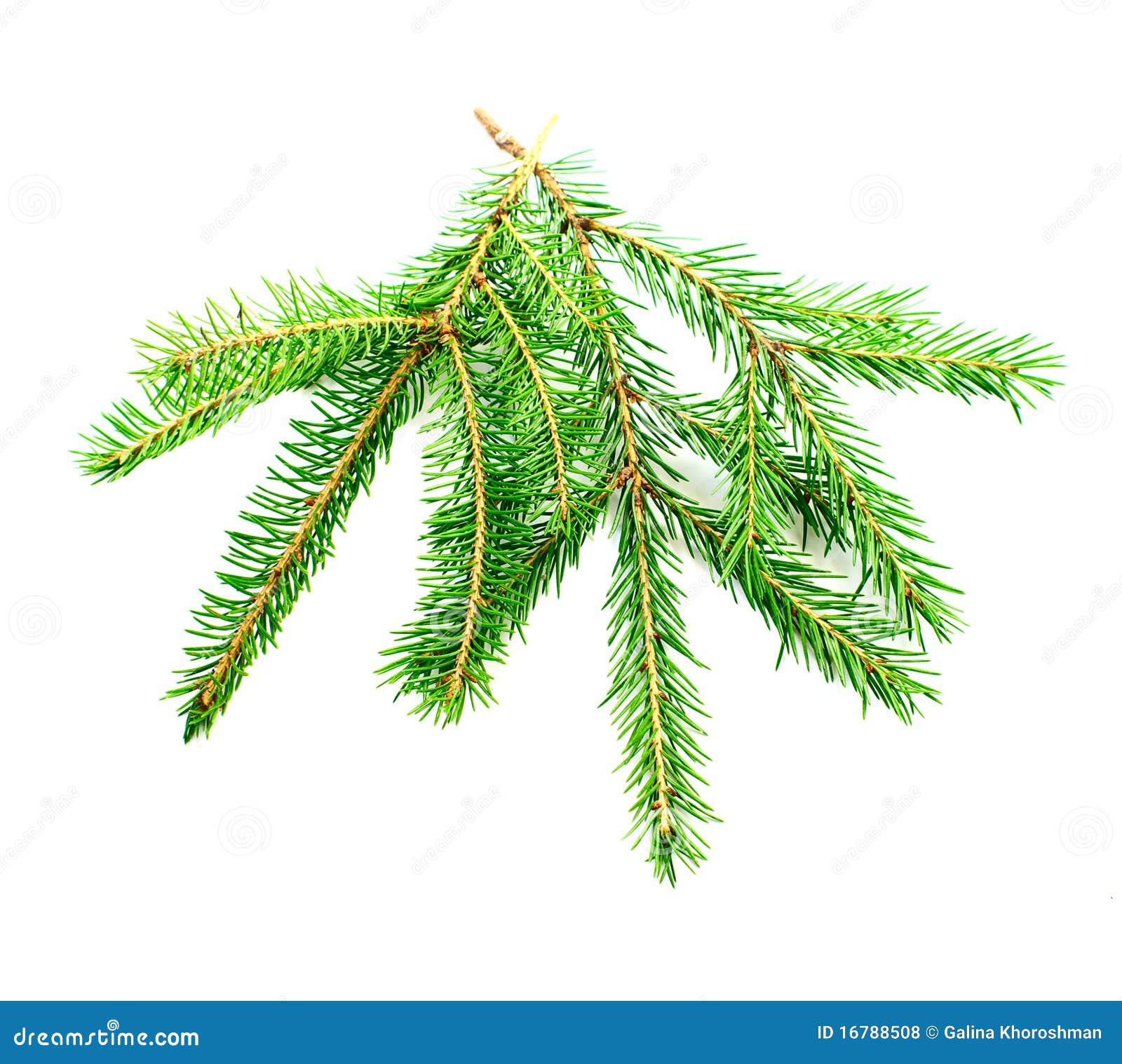 Fir branch stock photo. Image of coniferous, green, branch - 16788508