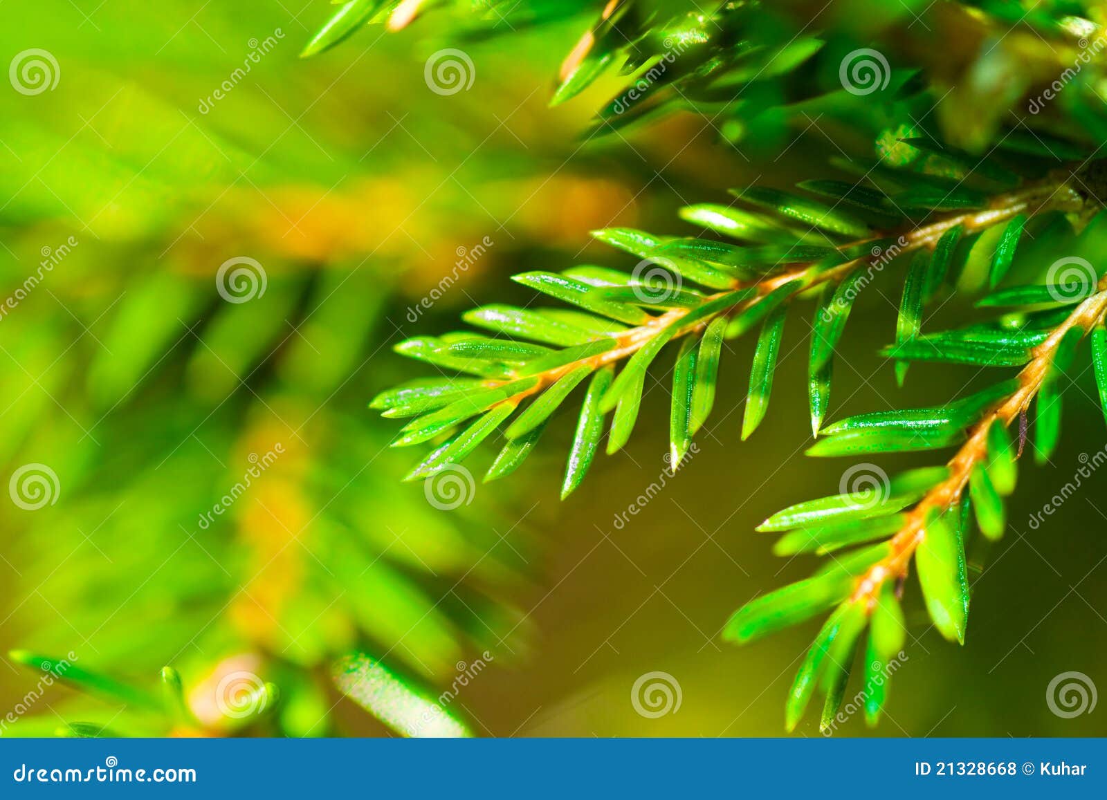 Fir Branch stock photo. Image of sunlight, pine, evergreen - 21328668