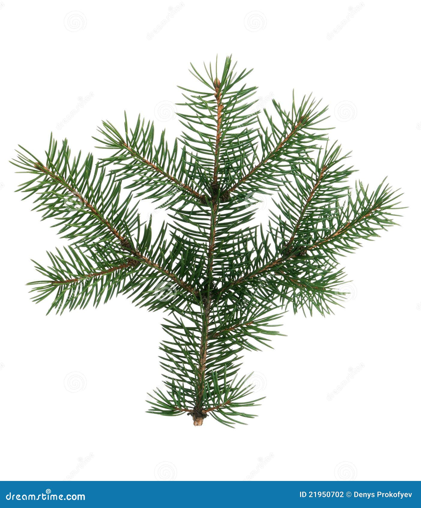 Fir branch stock photo. Image of freshness, branch, flora - 21950702