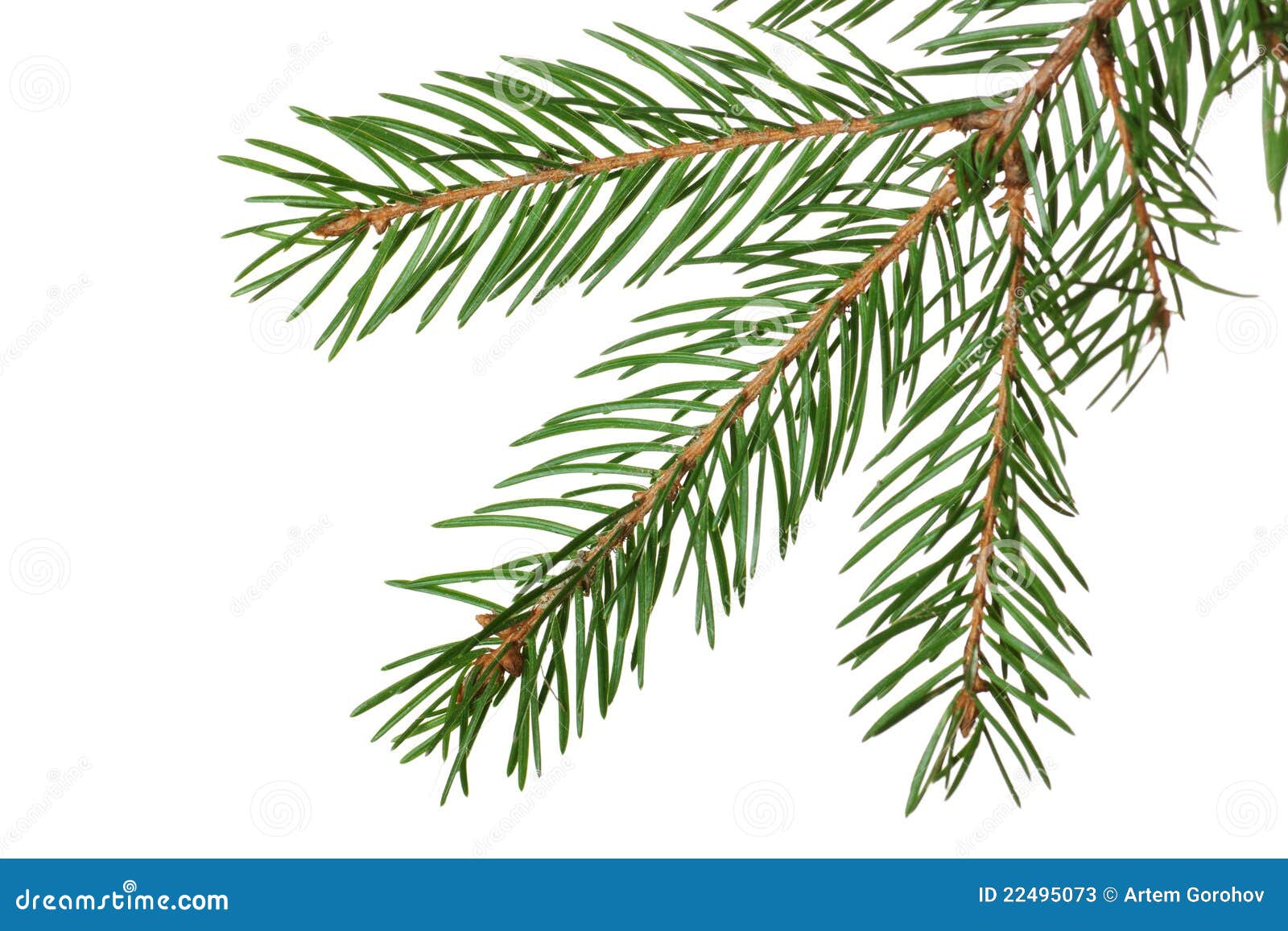 Fir branch stock image. Image of flora, object, decoration - 22495073