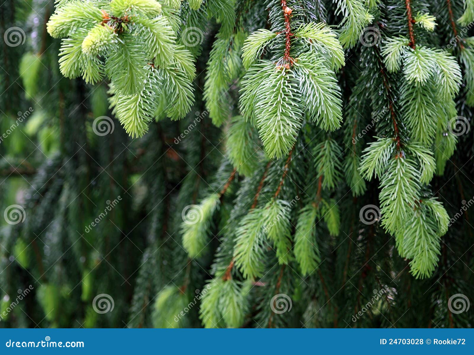 Fir branch stock photo. Image of softness, focus, copy - 24703028
