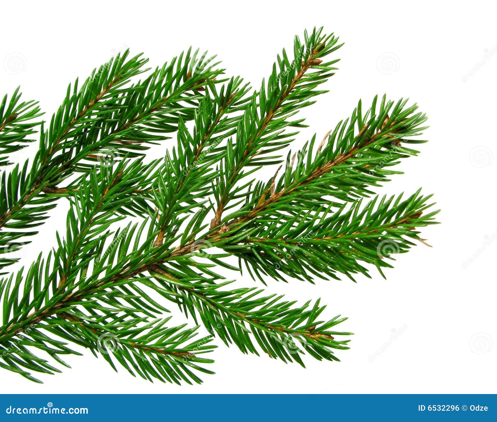 Fir branch stock photo. Image of isolated, woods, branch - 6532296