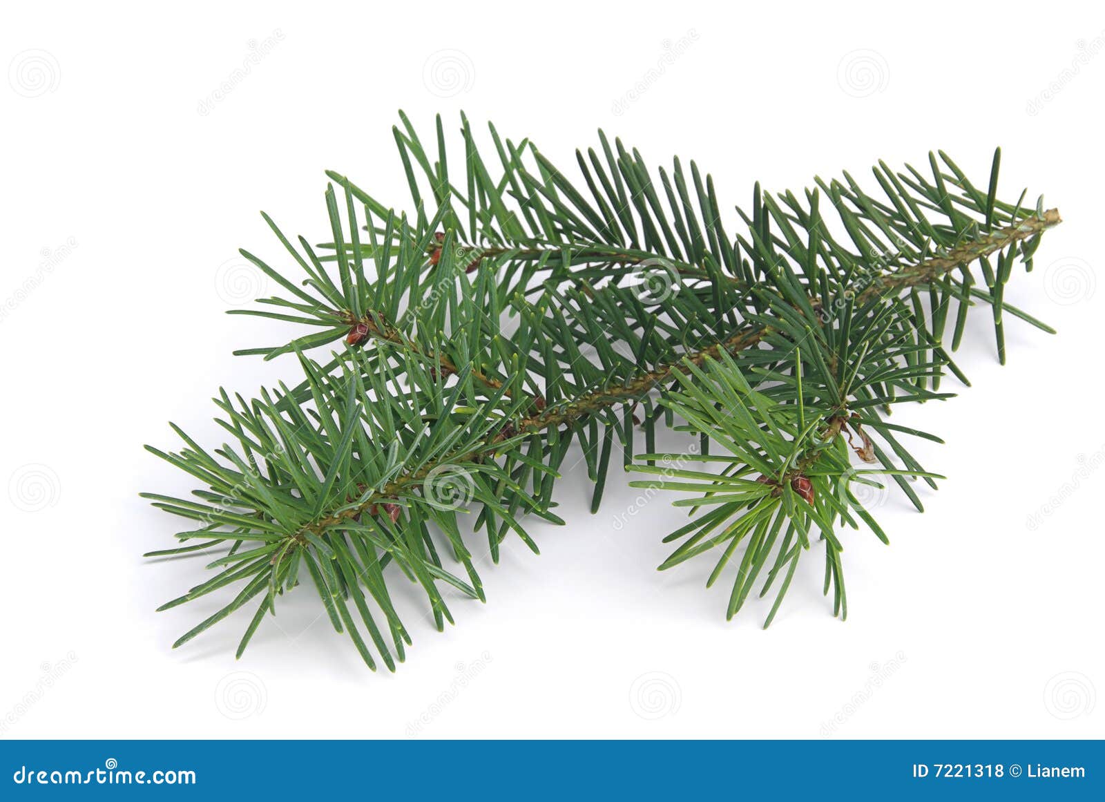 Fir branch stock photo. Image of decoration, isolated - 7221318