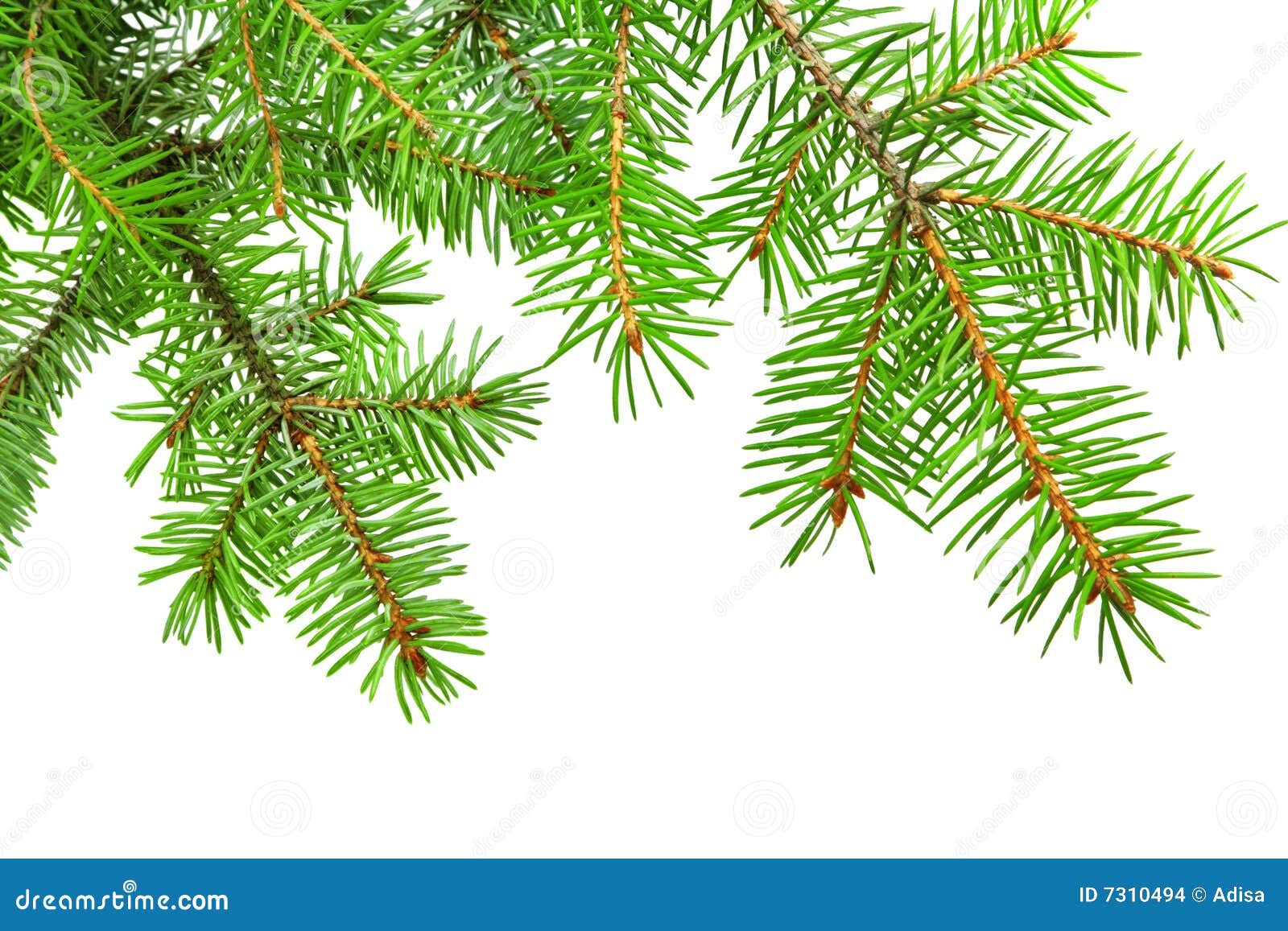 Fir branch stock photo. Image of decor, bough, celebrations - 7310494