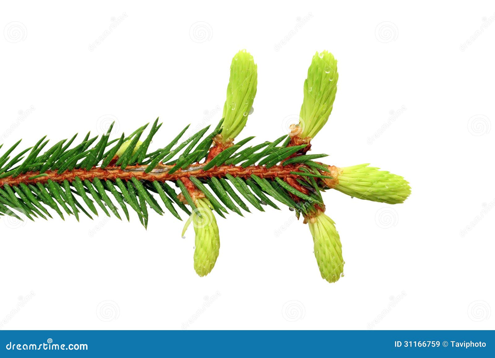 1,574 Fir Branch Buds Stock Photos - Free & Royalty-Free Stock Photos ...