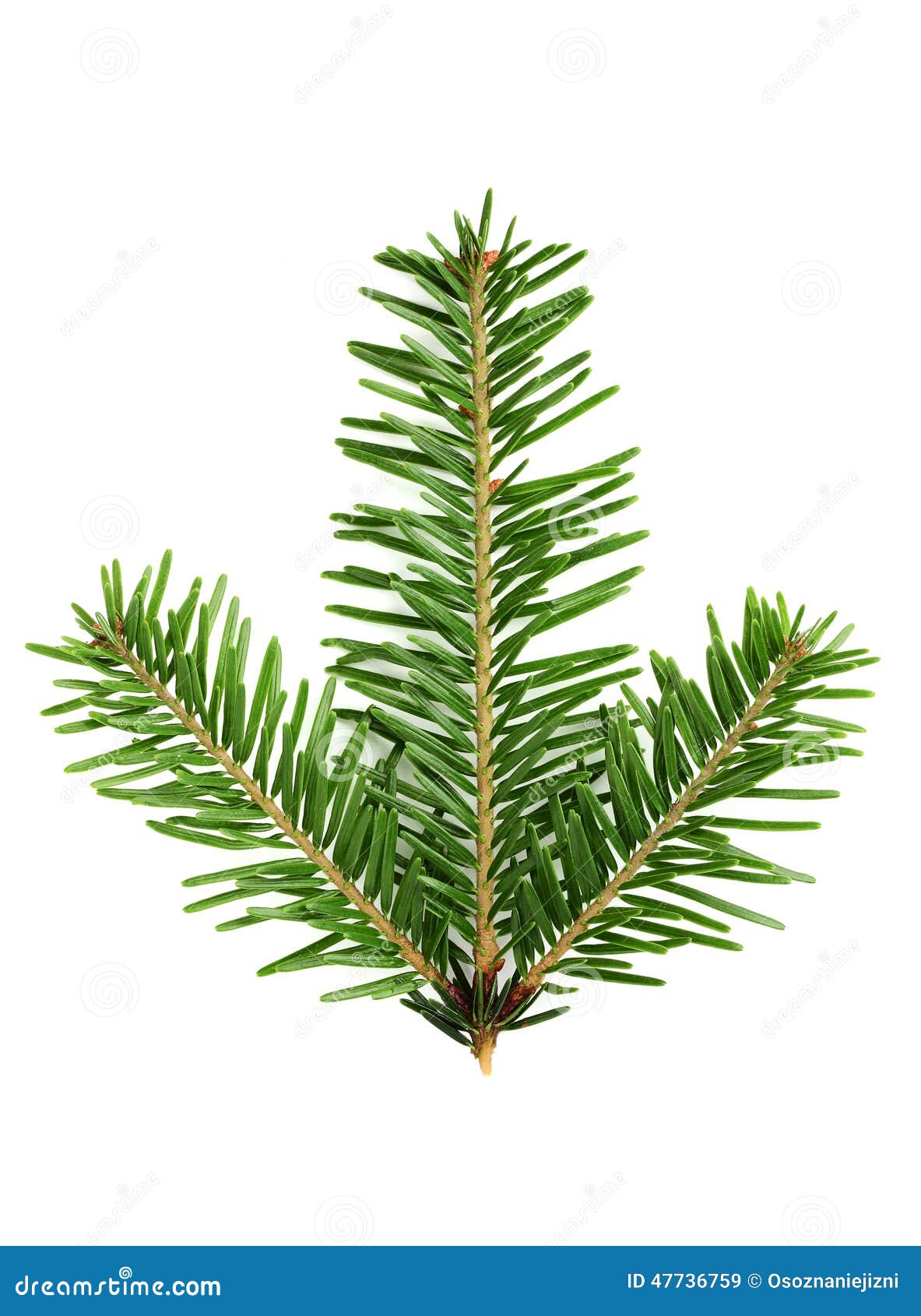 Fir branch close-up. stock image. Image of closeup, needle - 47736759