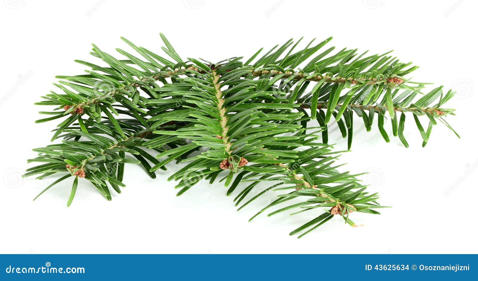 Fir branch close-up. stock photo. Image of season, frond - 43625634