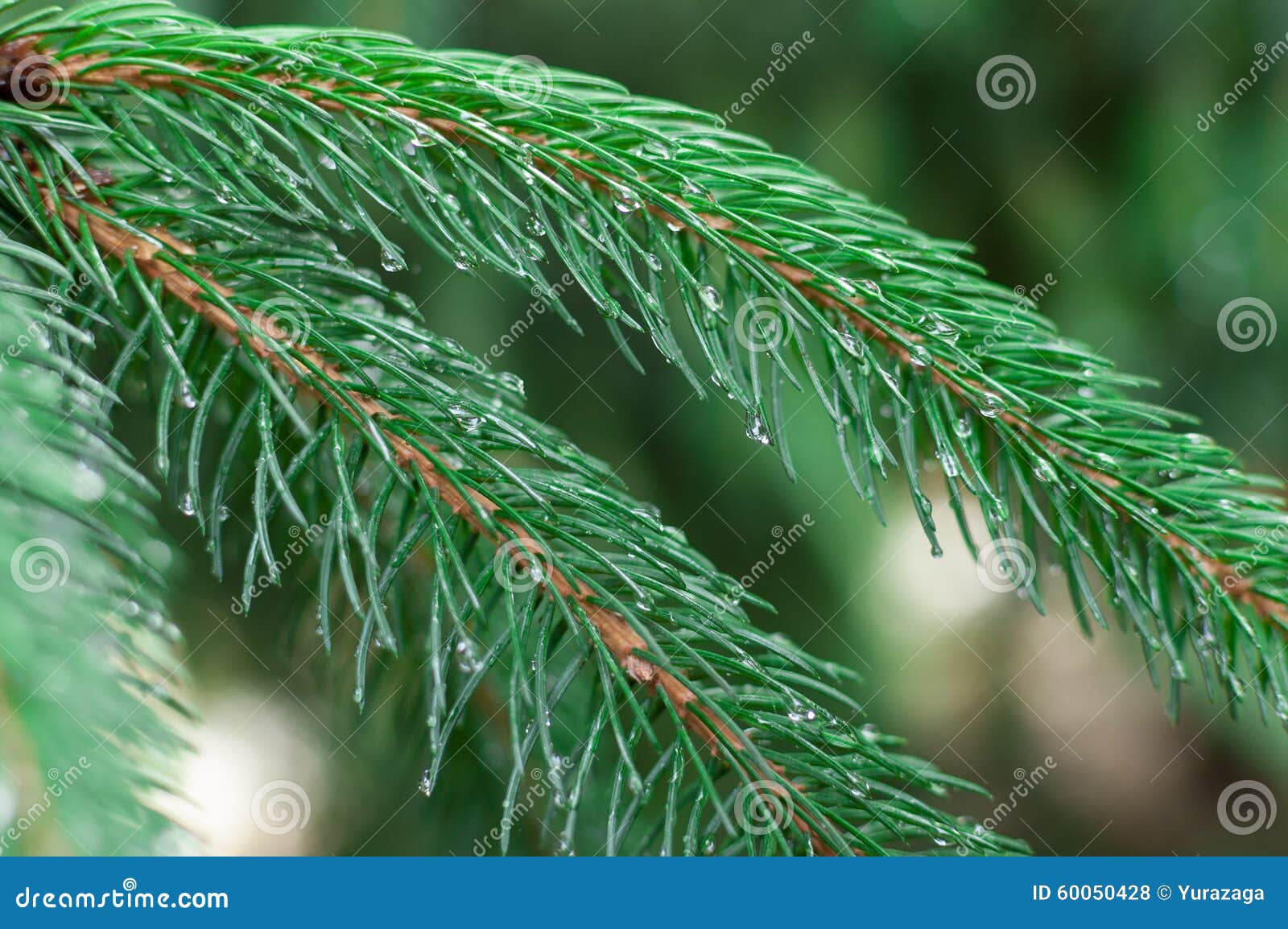 Fir branch close-up stock photo. Image of rain, needles - 60050428