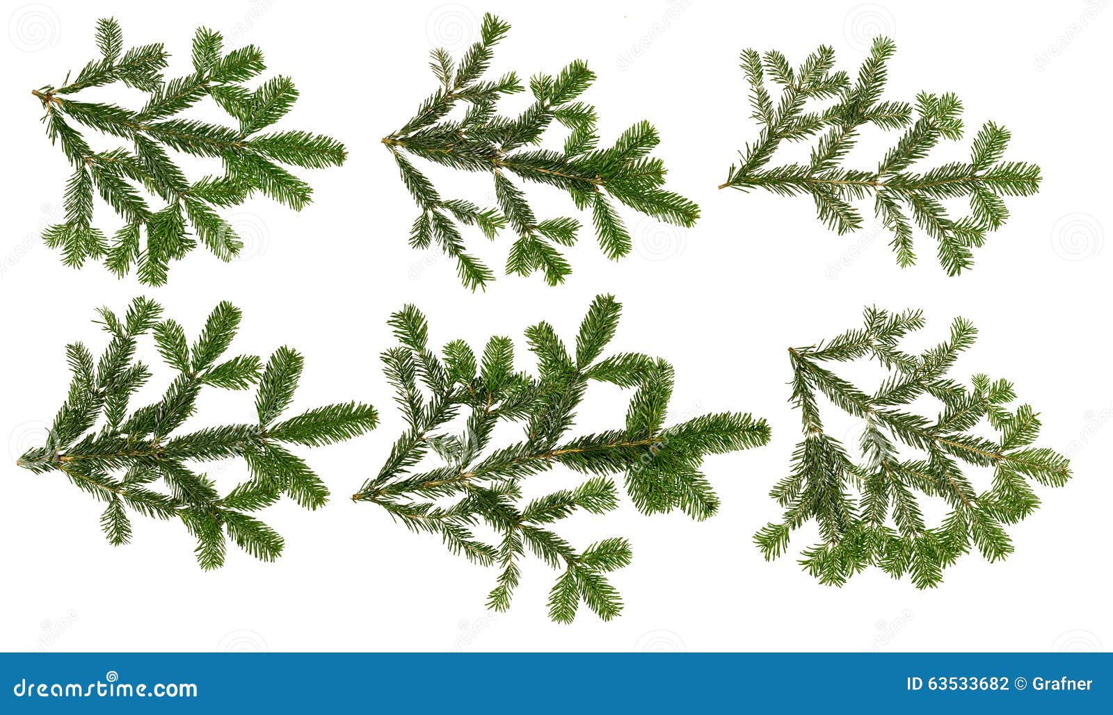 Fir branch collection stock photo. Image of bush, isolated - 63533682