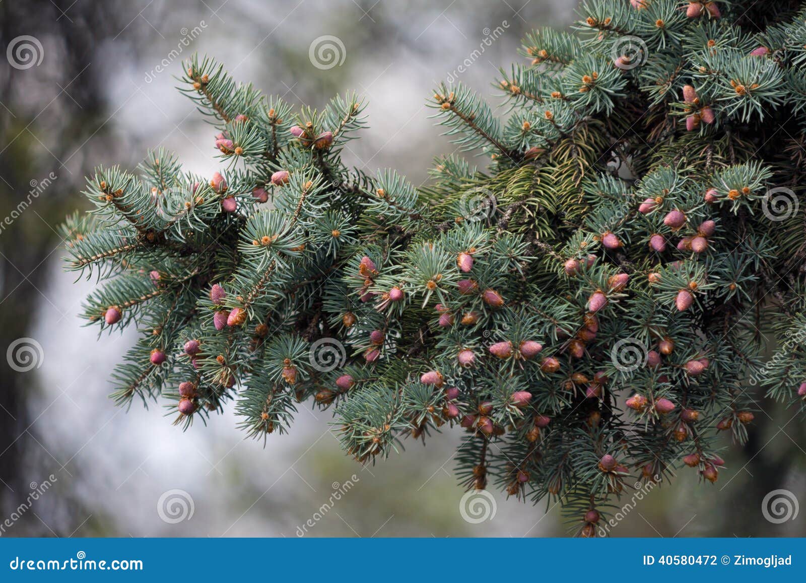 Fir branch! stock photo. Image of nature, tree, covered - 40580472
