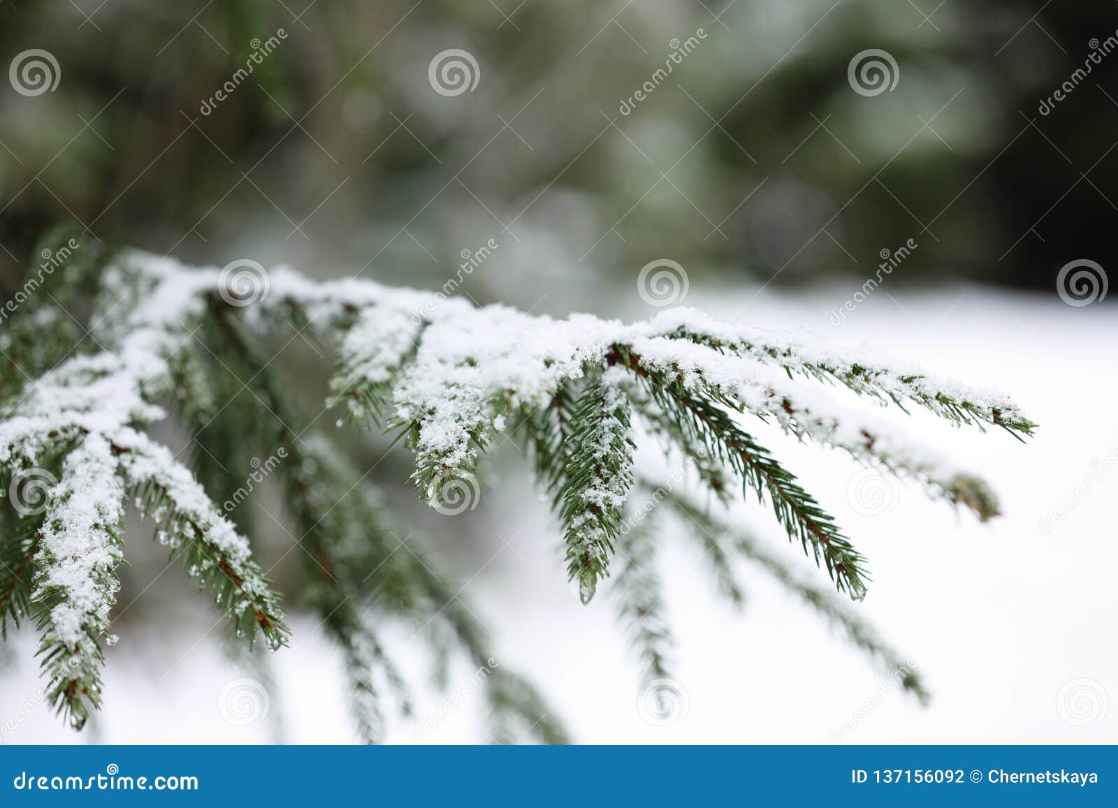 Fir Branch Covered with Snow Outdoors. Winter Day Stock Photo - Image ...