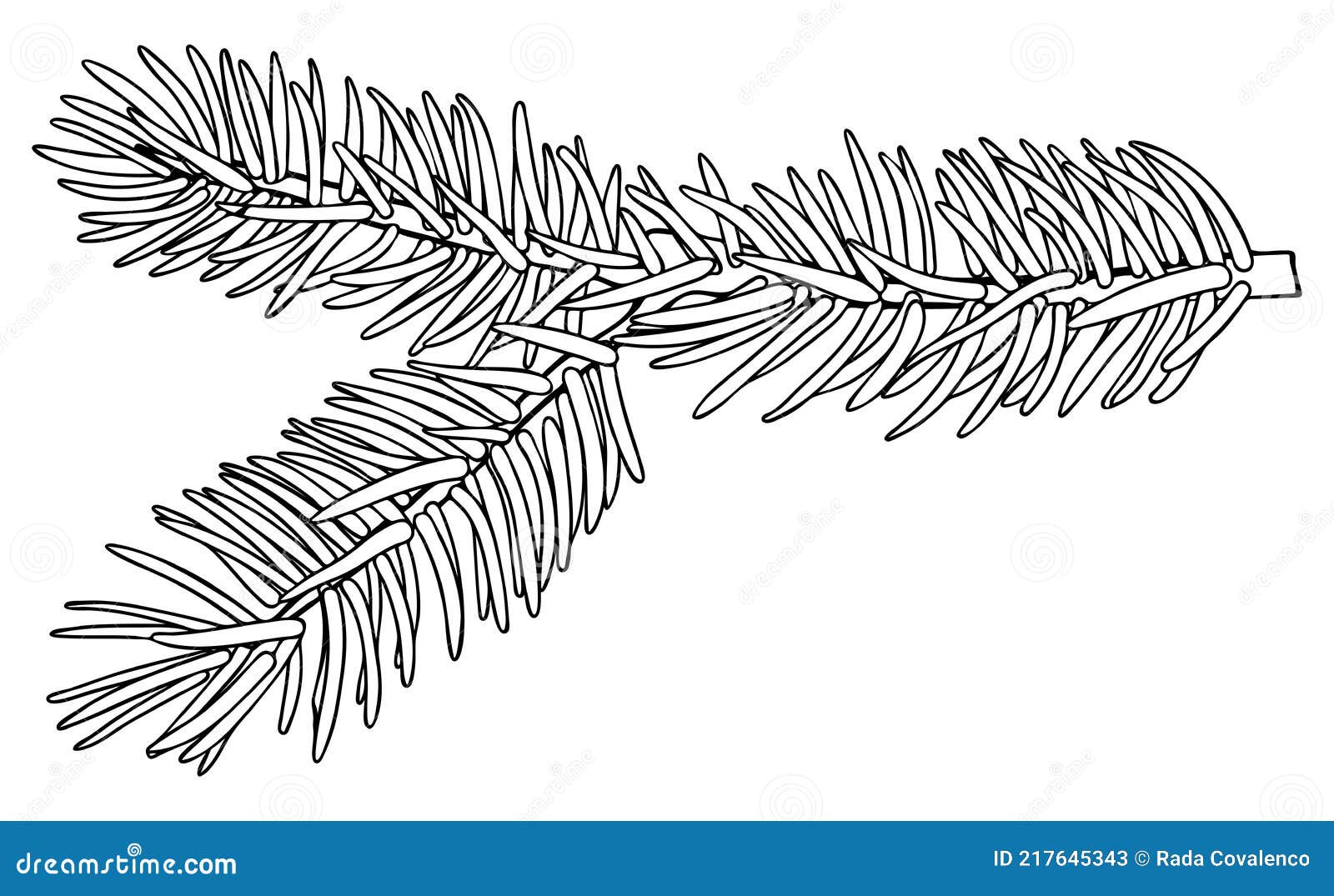 Fir Branch - Design Element in Pencil Drawing Style Stock Vector ...