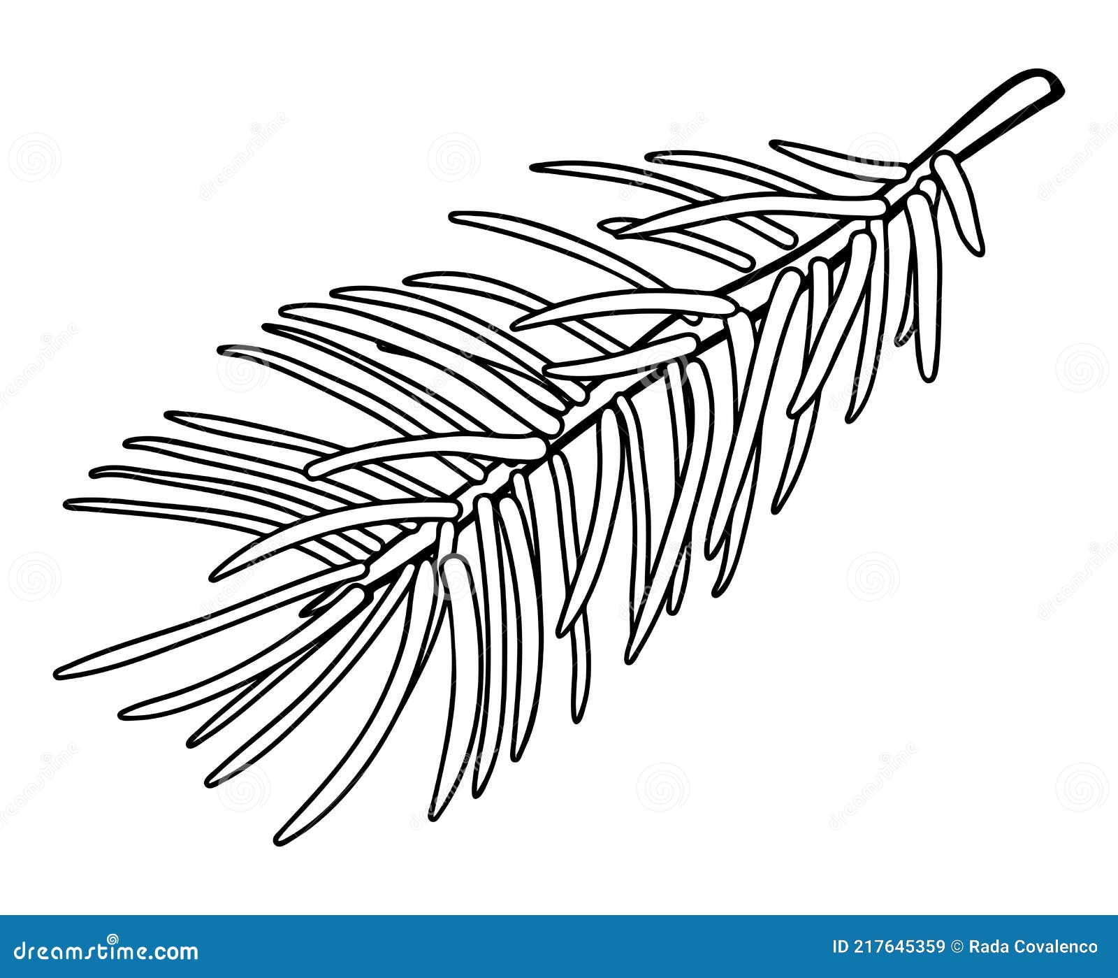 Fir Branch - Design Element in Pencil Drawing Style Stock Vector ...