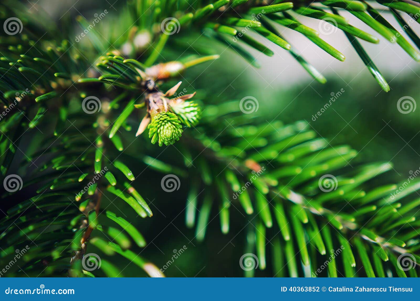 Fir branch detail stock photo. Image of botany, muntii - 40363852