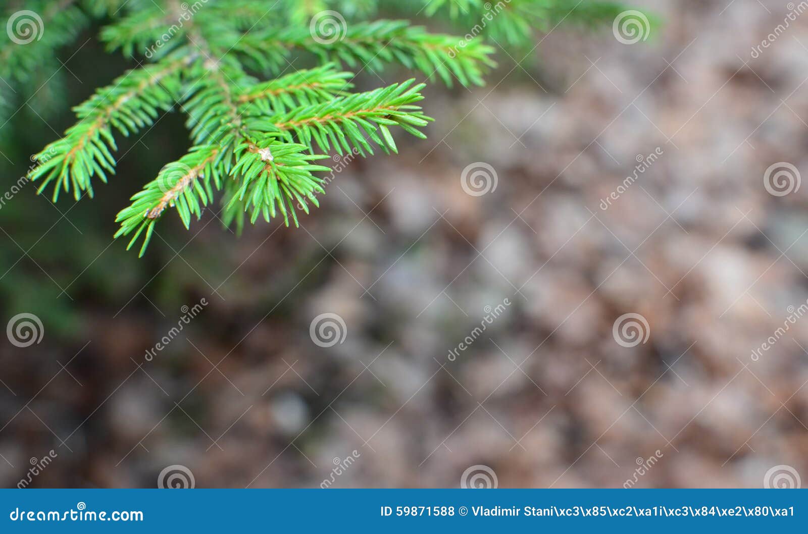 Fir Branch Foliage Background Stock Photo - Image of tree, natural ...