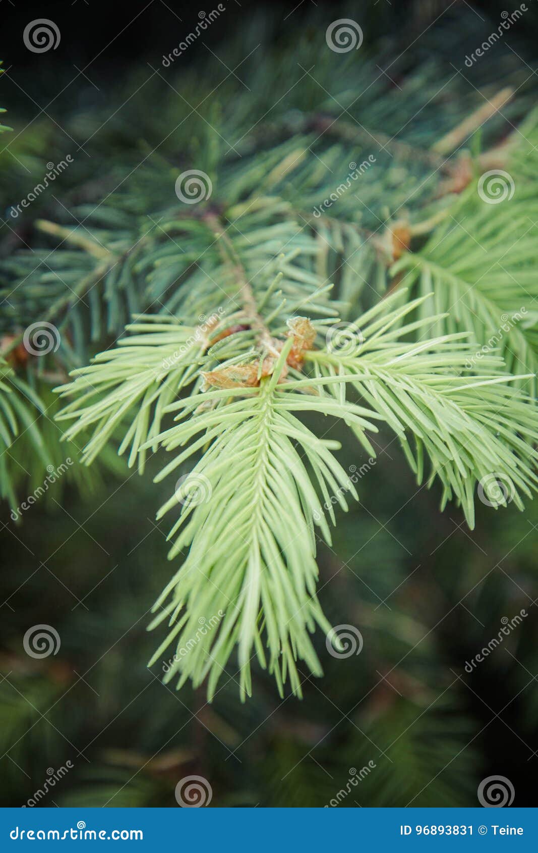 Fir branch stock image. Image of cone, botany, branch - 96893831