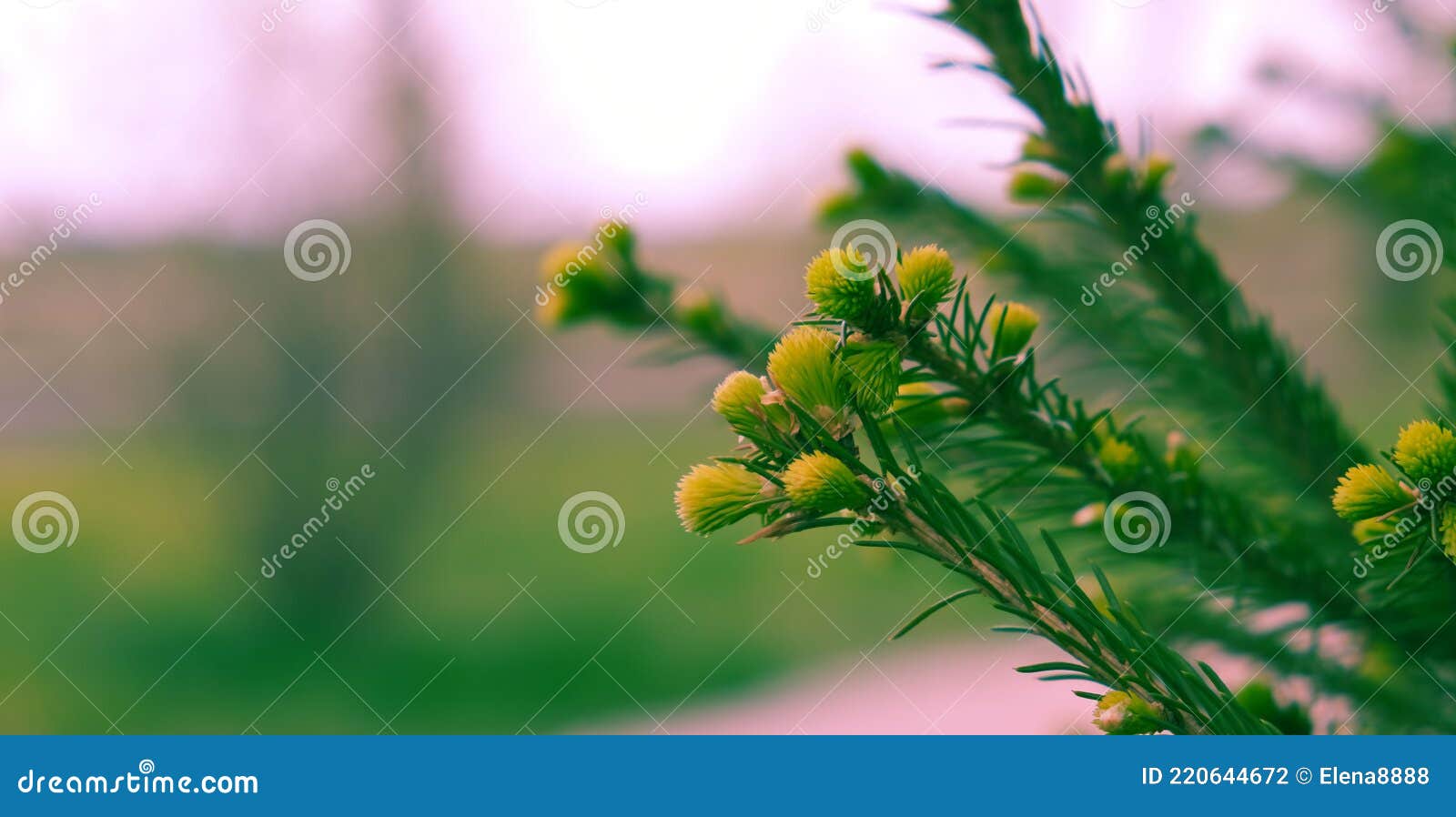 Fir Branch with Green Buds, with Fresh Shoots in Spring. Young Growing ...
