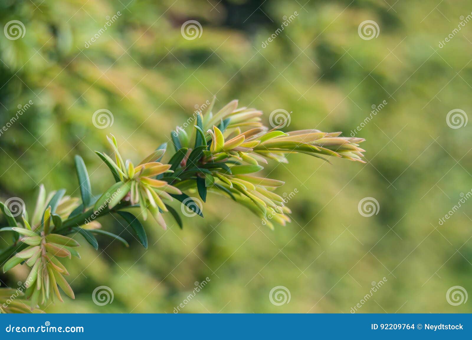 Fir Branch in the Hedge of Garden Stock Photo - Image of needle ...