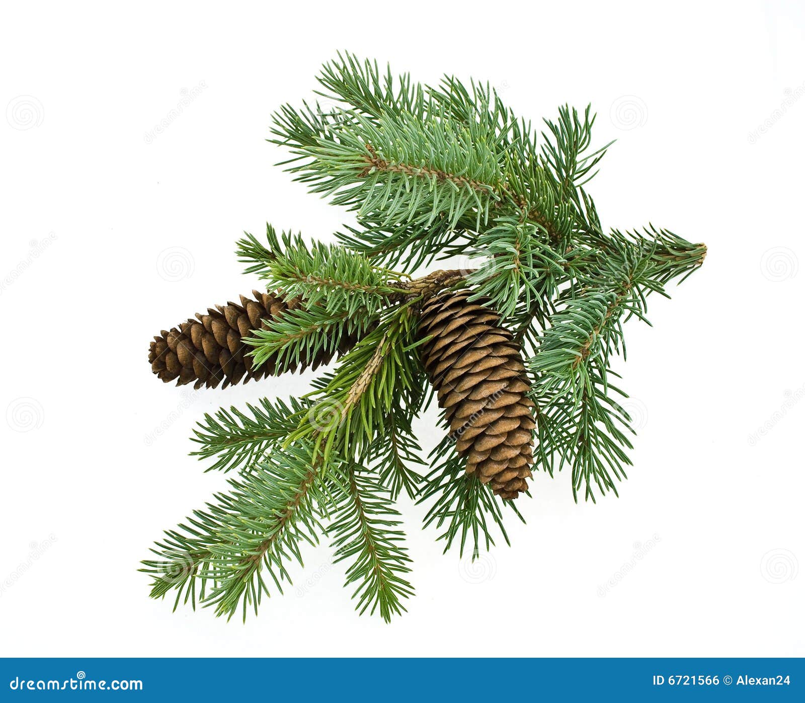 Fir Branch Isolated on White Stock Photo - Image of beautiful, isolated ...