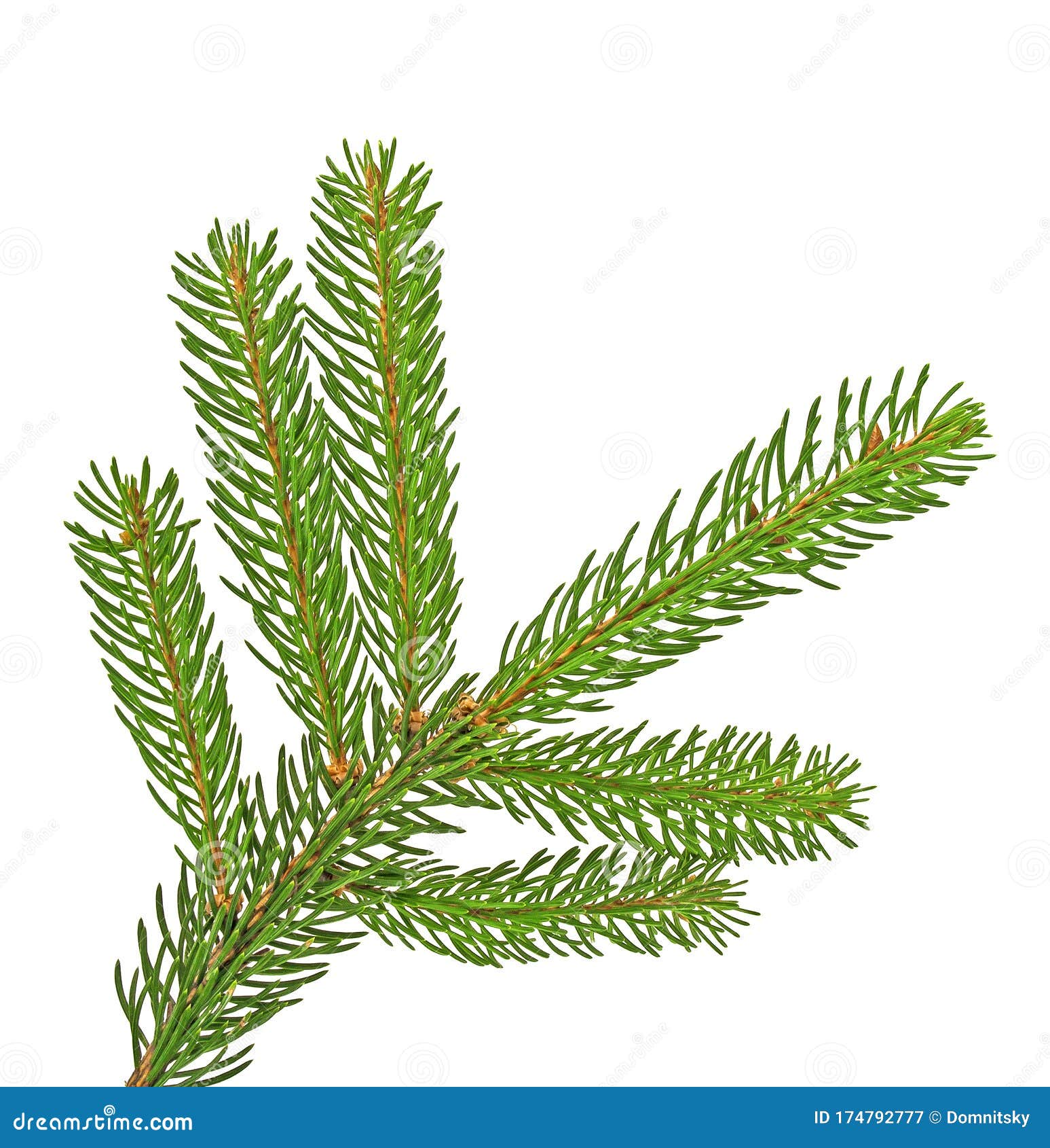Fir Branch Isolated on White Background Stock Image - Image of isolated ...