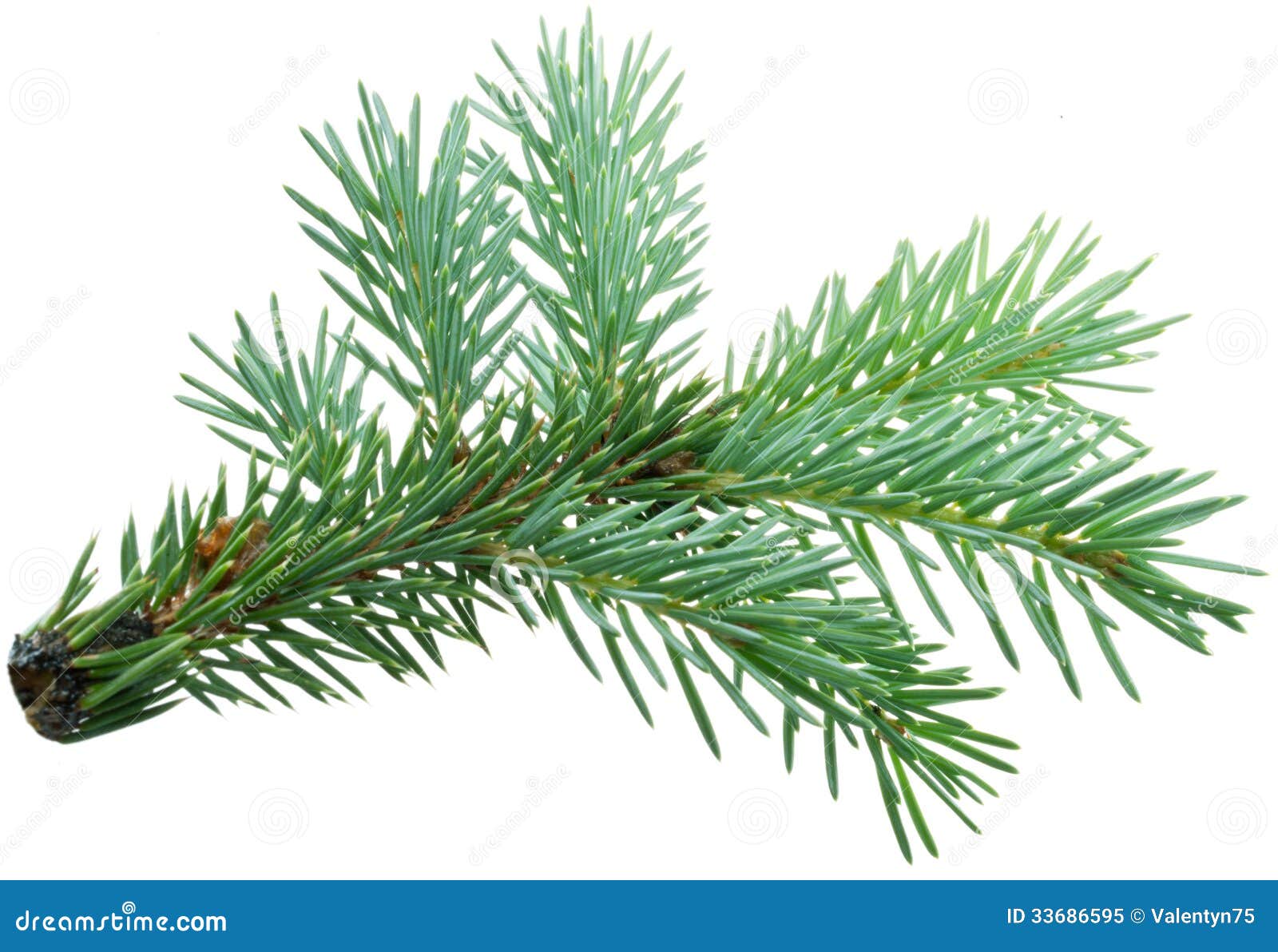 Fir branch stock image. Image of needles, furtree, small - 33686595