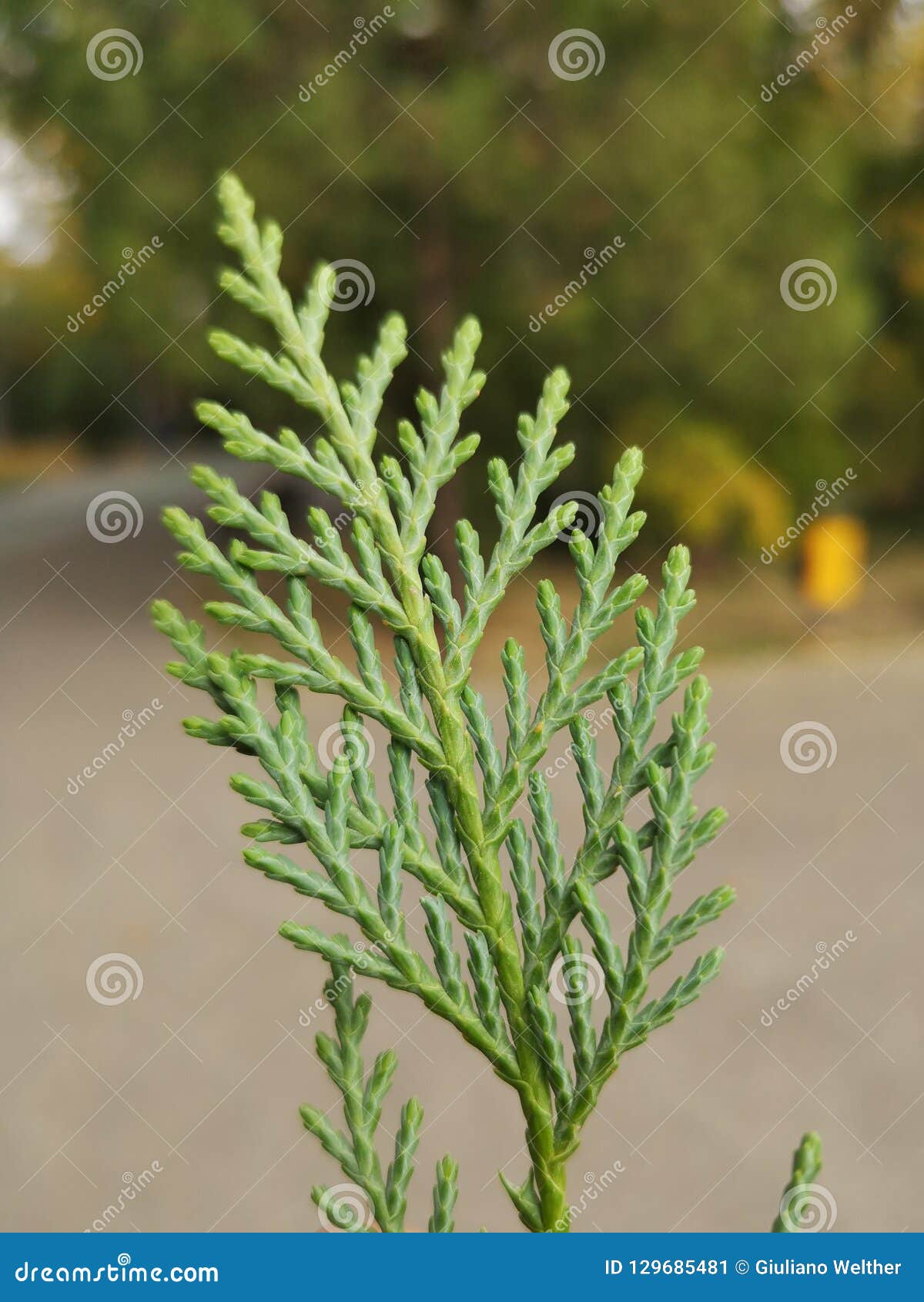 Fir branch macro stock image. Image of green, tree, ngreen - 129685481