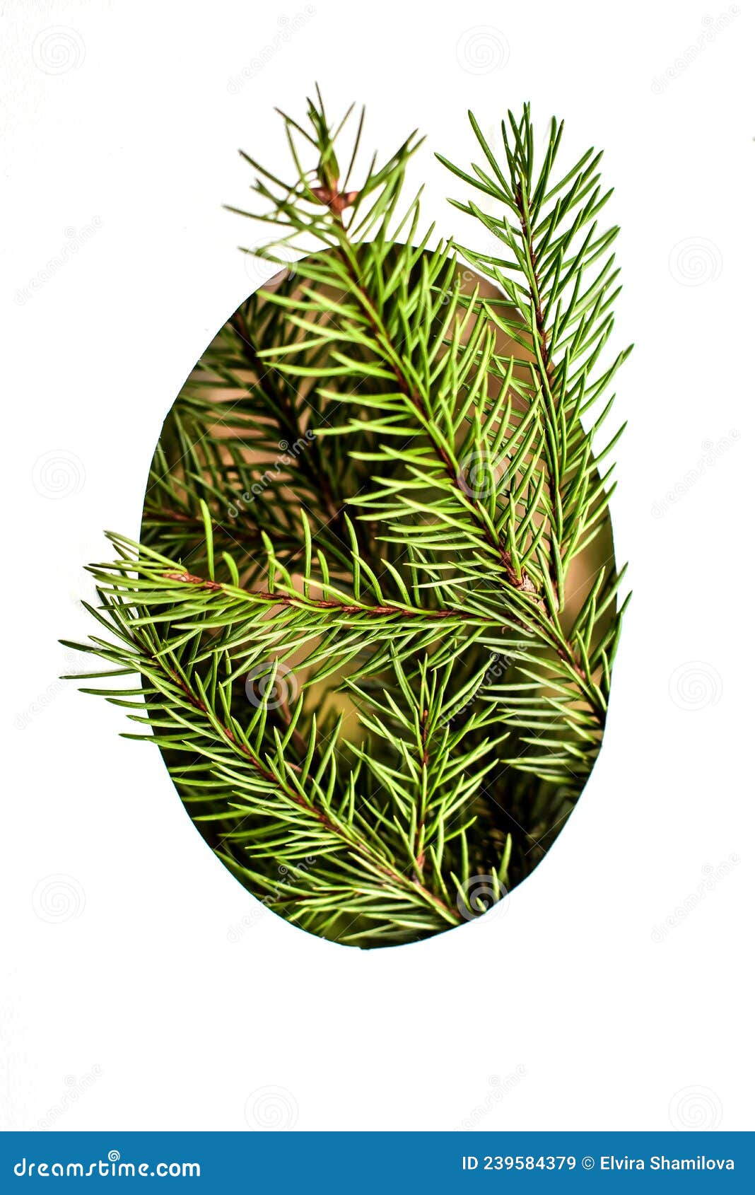 A Fir Branch in an Oval Frame Stock Image - Image of lush, needle ...