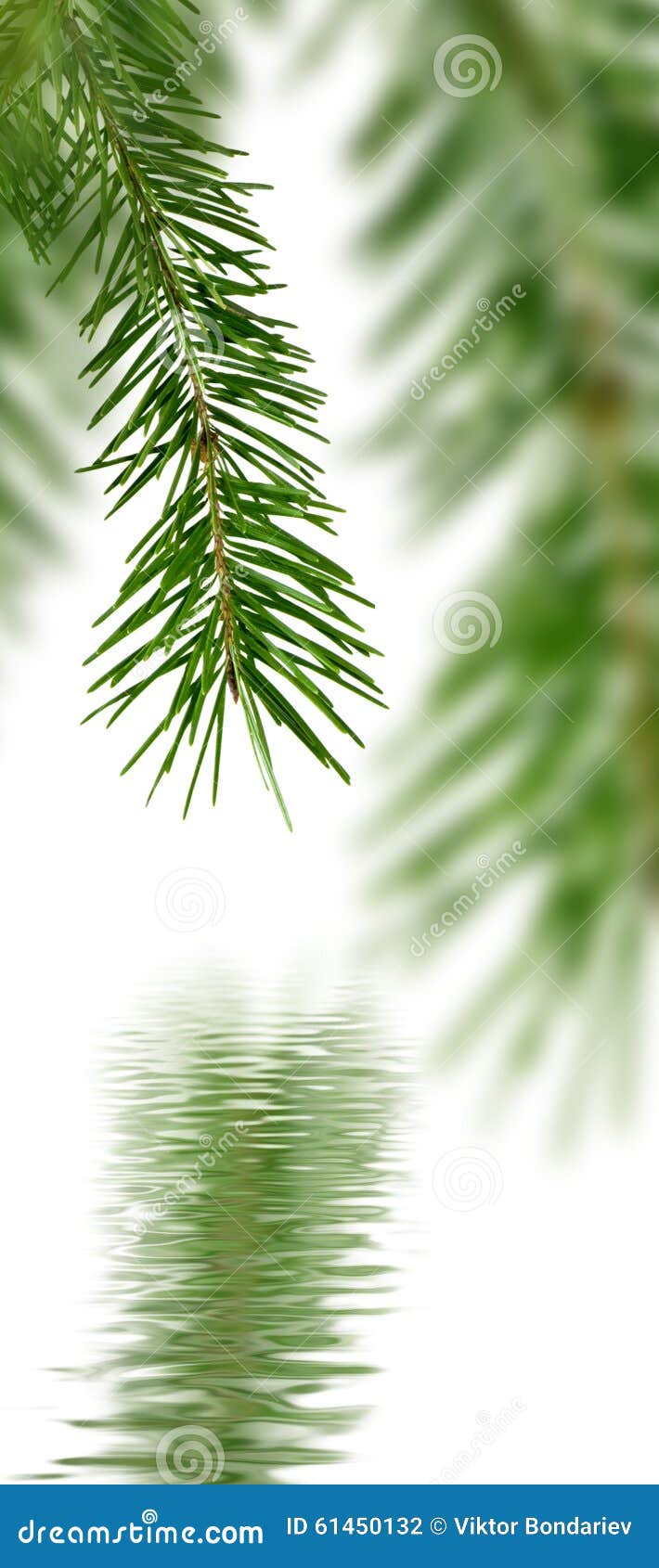 Fir branch over water stock photo. Image of ecology, pine - 61450132