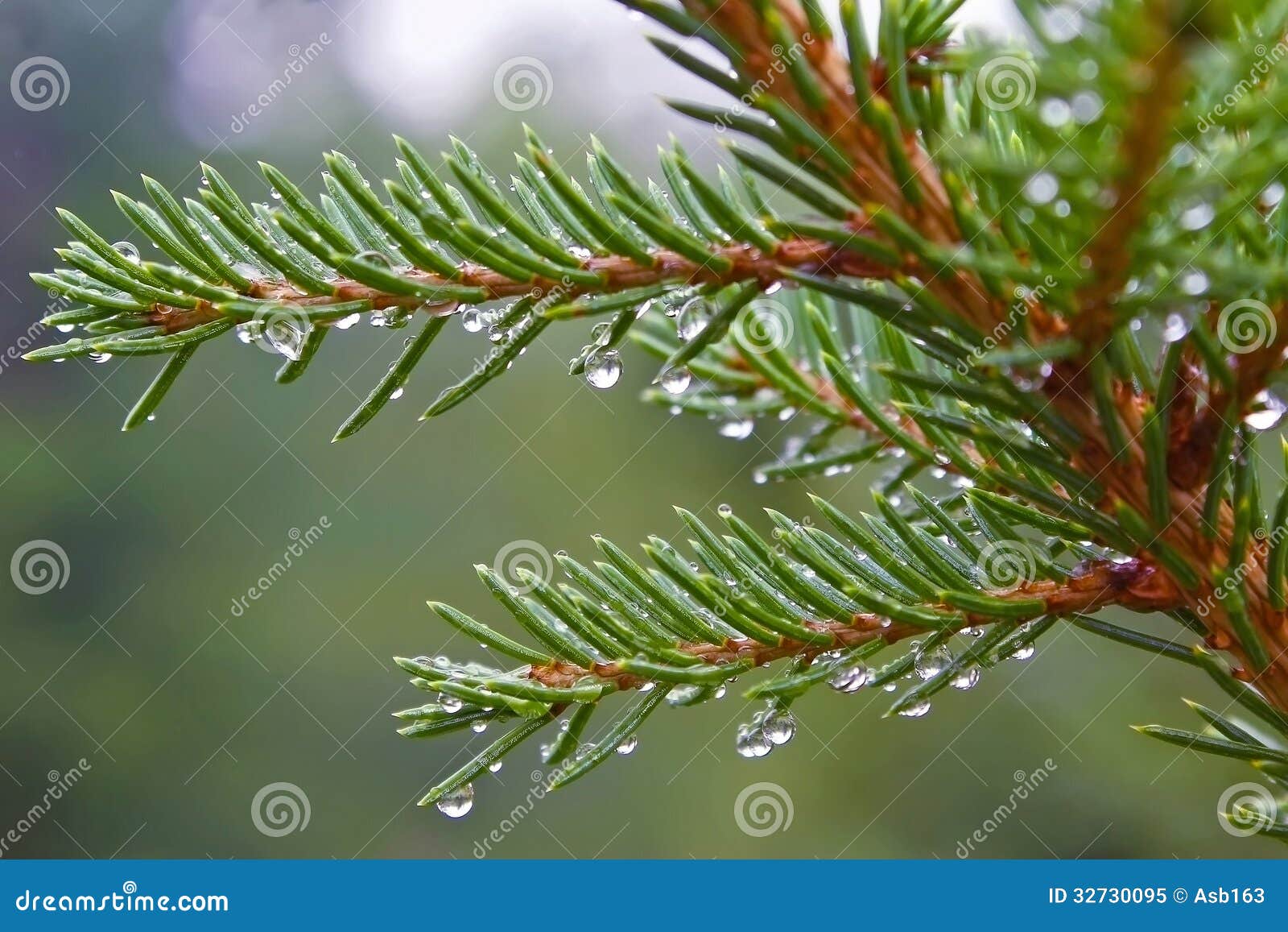 Fir branch with rain drops stock image. Image of tree - 32730095