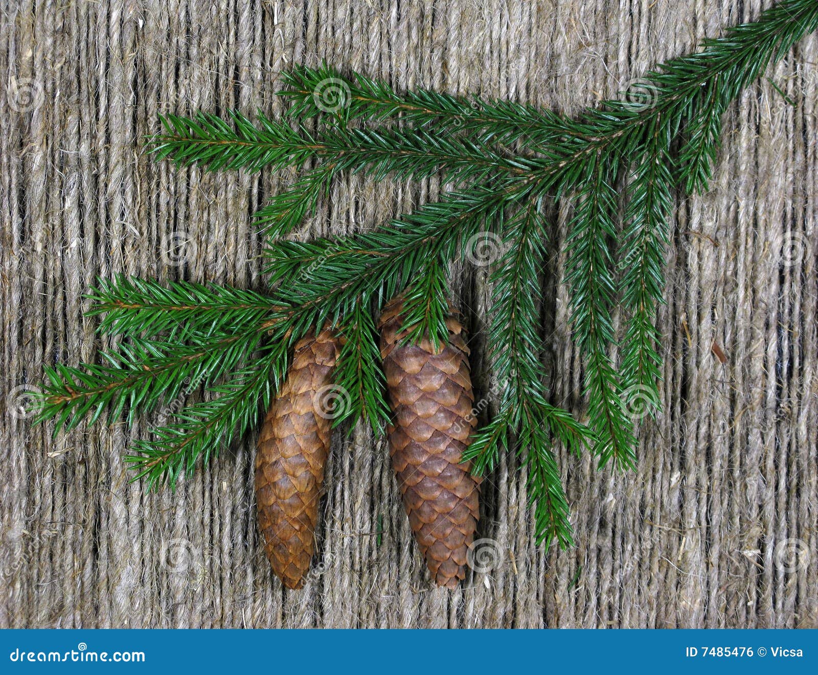 Fir Branch on Rough Background Stock Photo - Image of design, detail ...