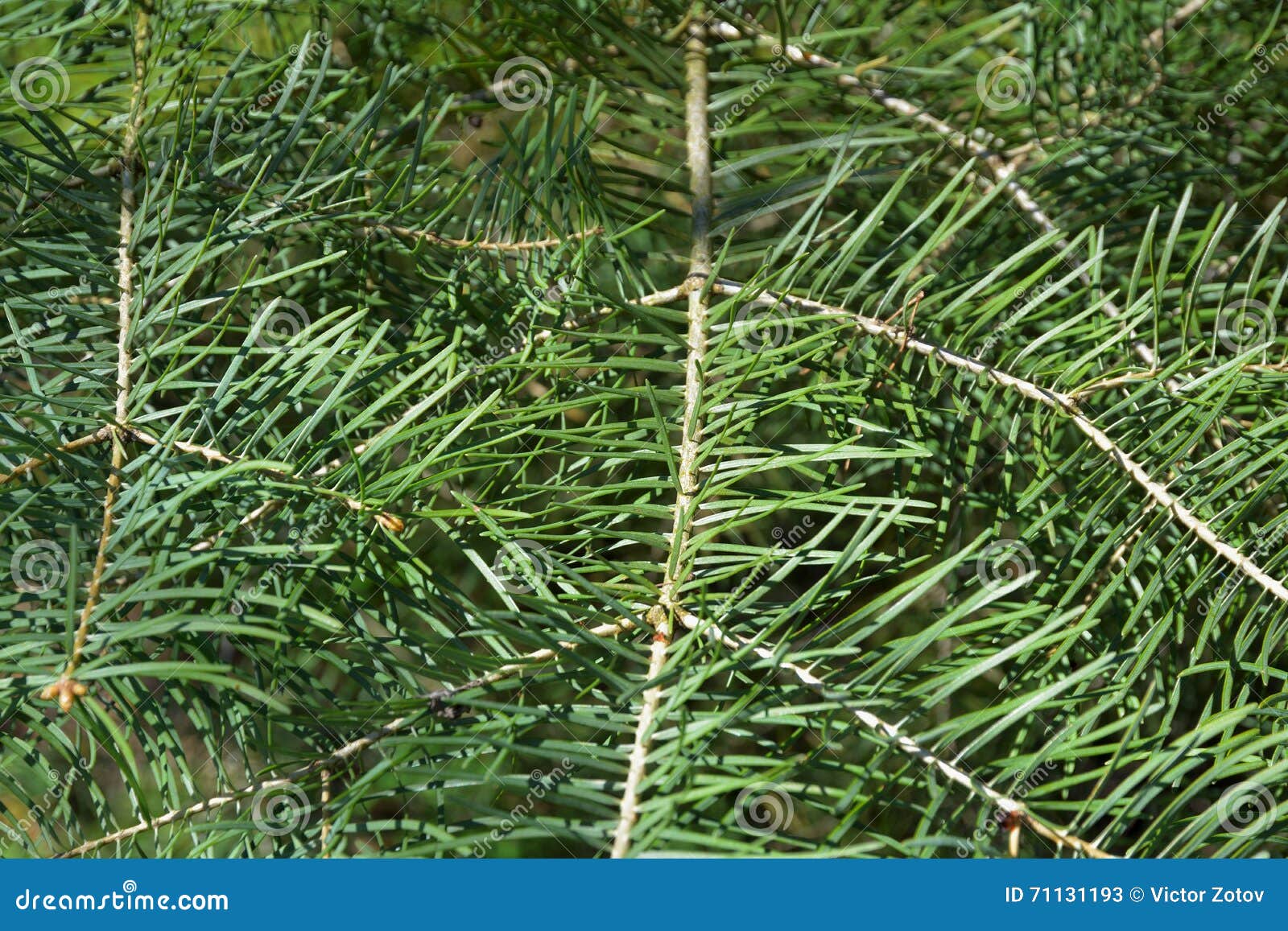 Fir branch. stock image. Image of coniferous, plants - 71131193