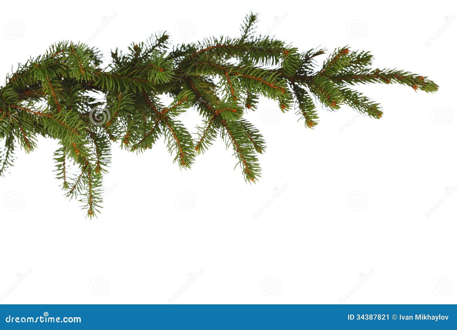 Fir branch on white stock image. Image of coniferous - 34387821