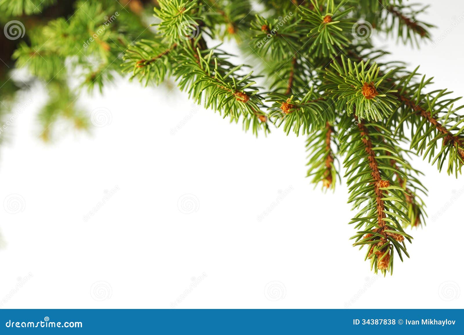Fir branch on white stock photo. Image of tree, isolated - 34387838