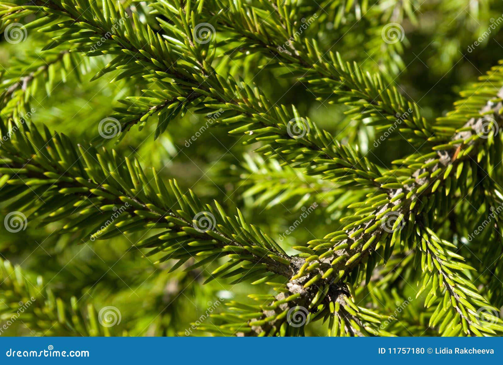 Fir branches stock photo. Image of beauty, green, diagonal - 11757180