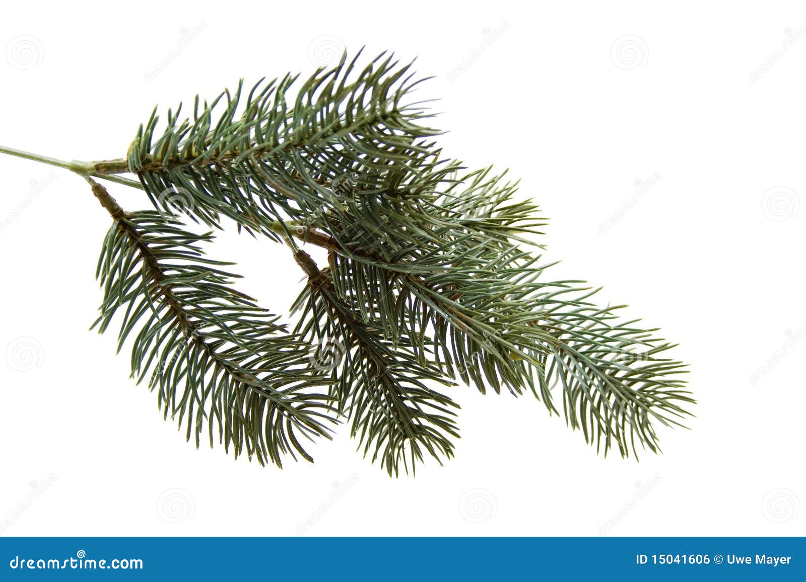 Fir branches stock photo. Image of exempted, isolated - 15041606